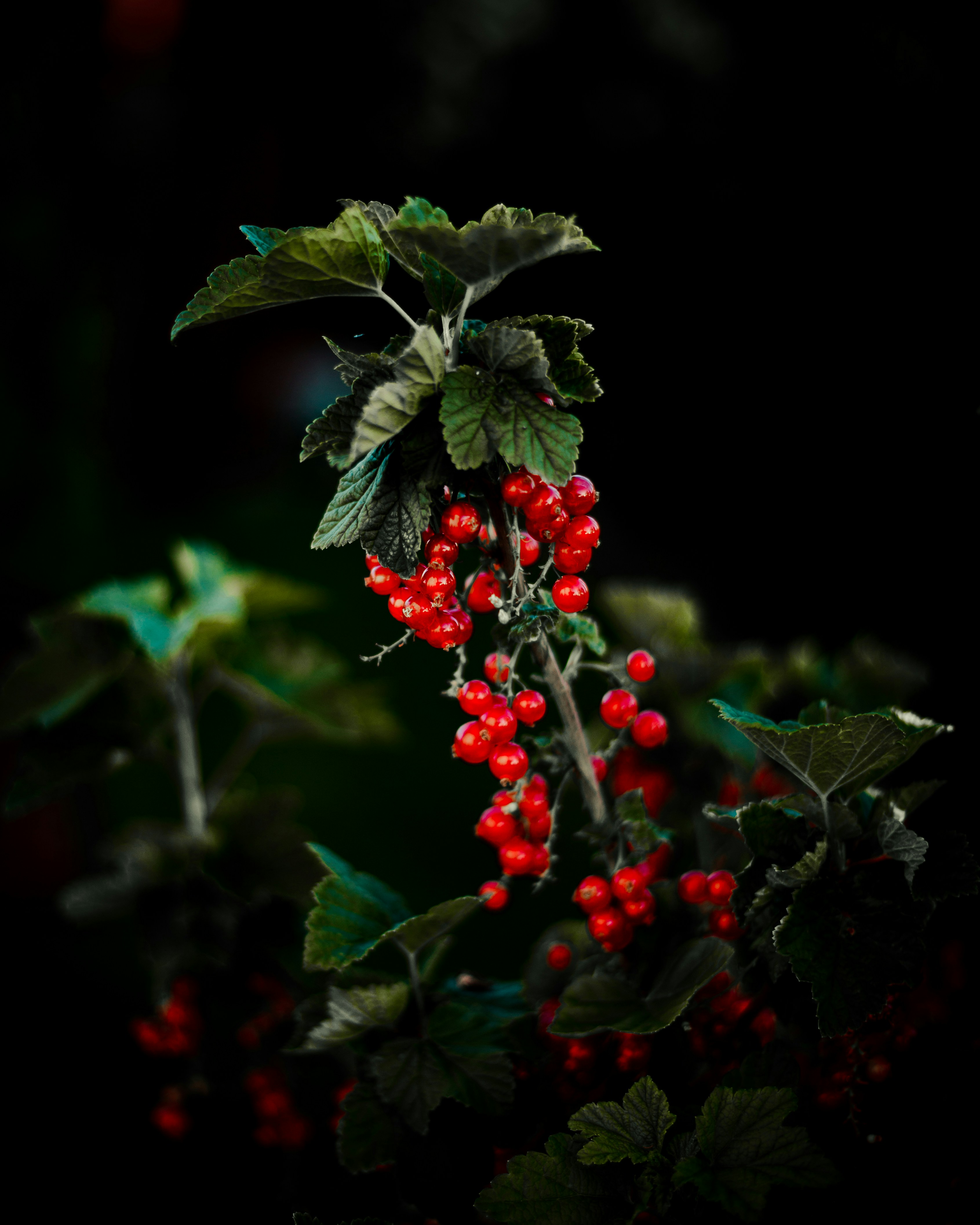 Red currants growing on a dark bush.