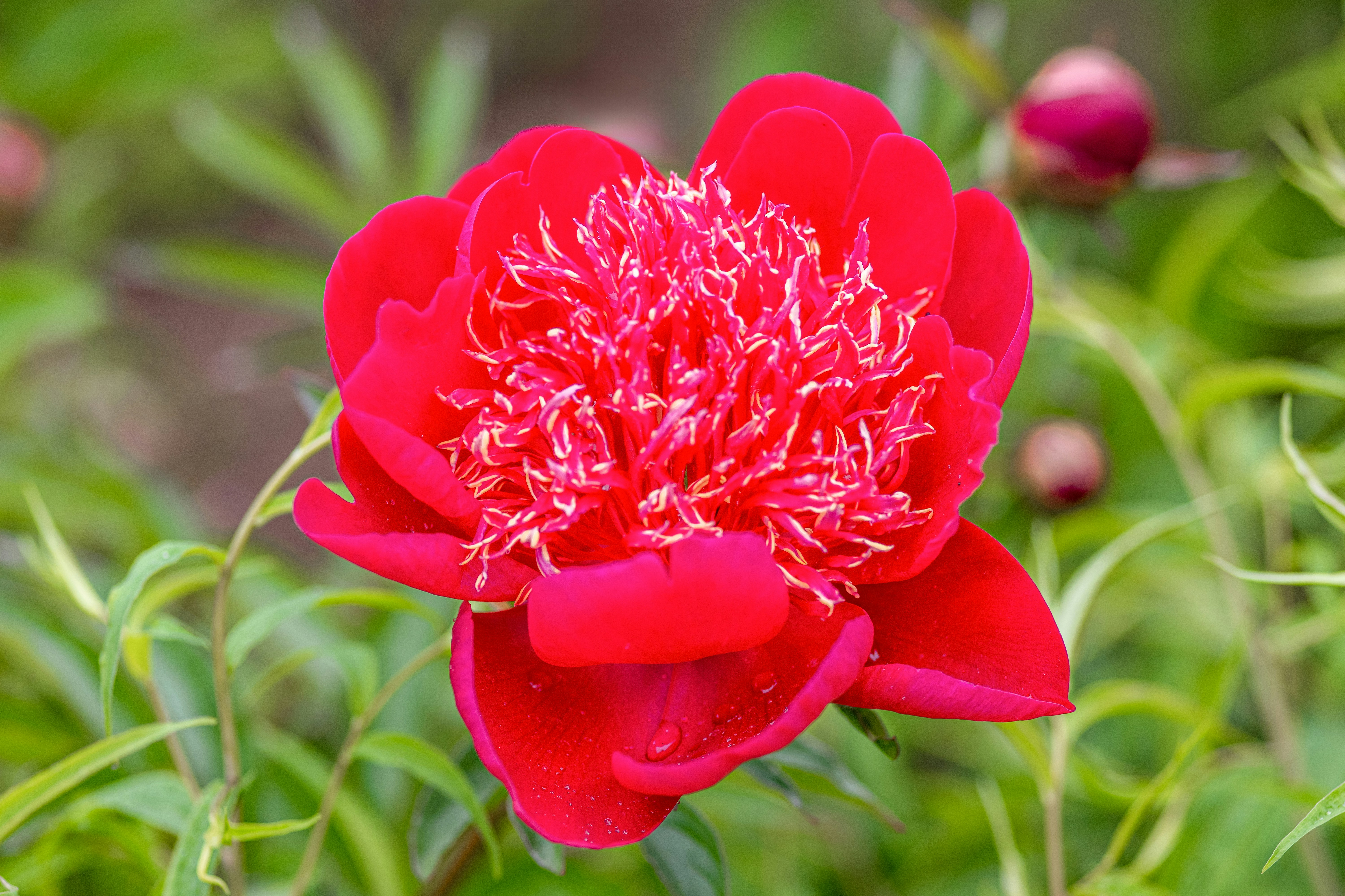 Crimson Elegance: The Blossom of Resilience