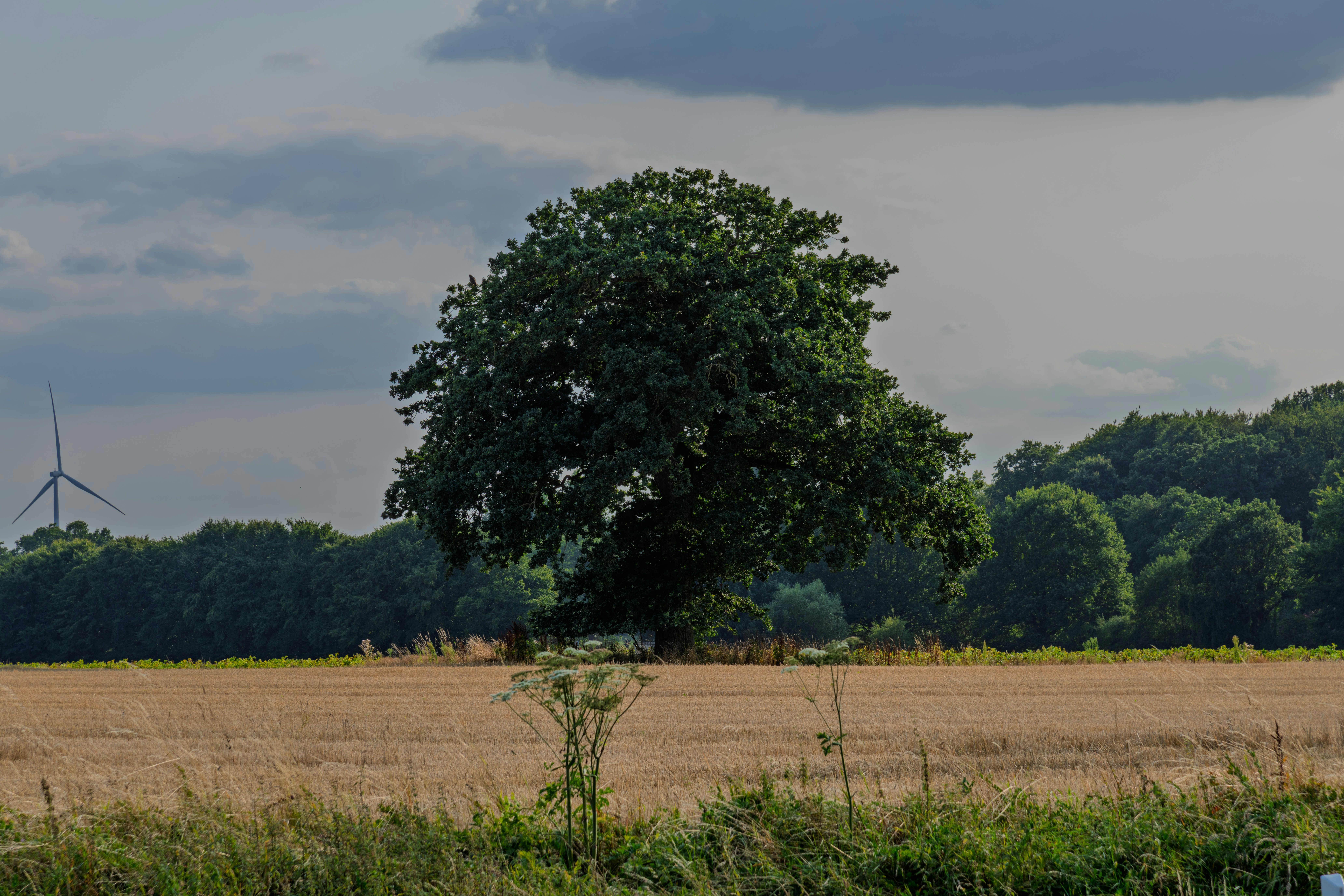 A lonely tree stands in a field.