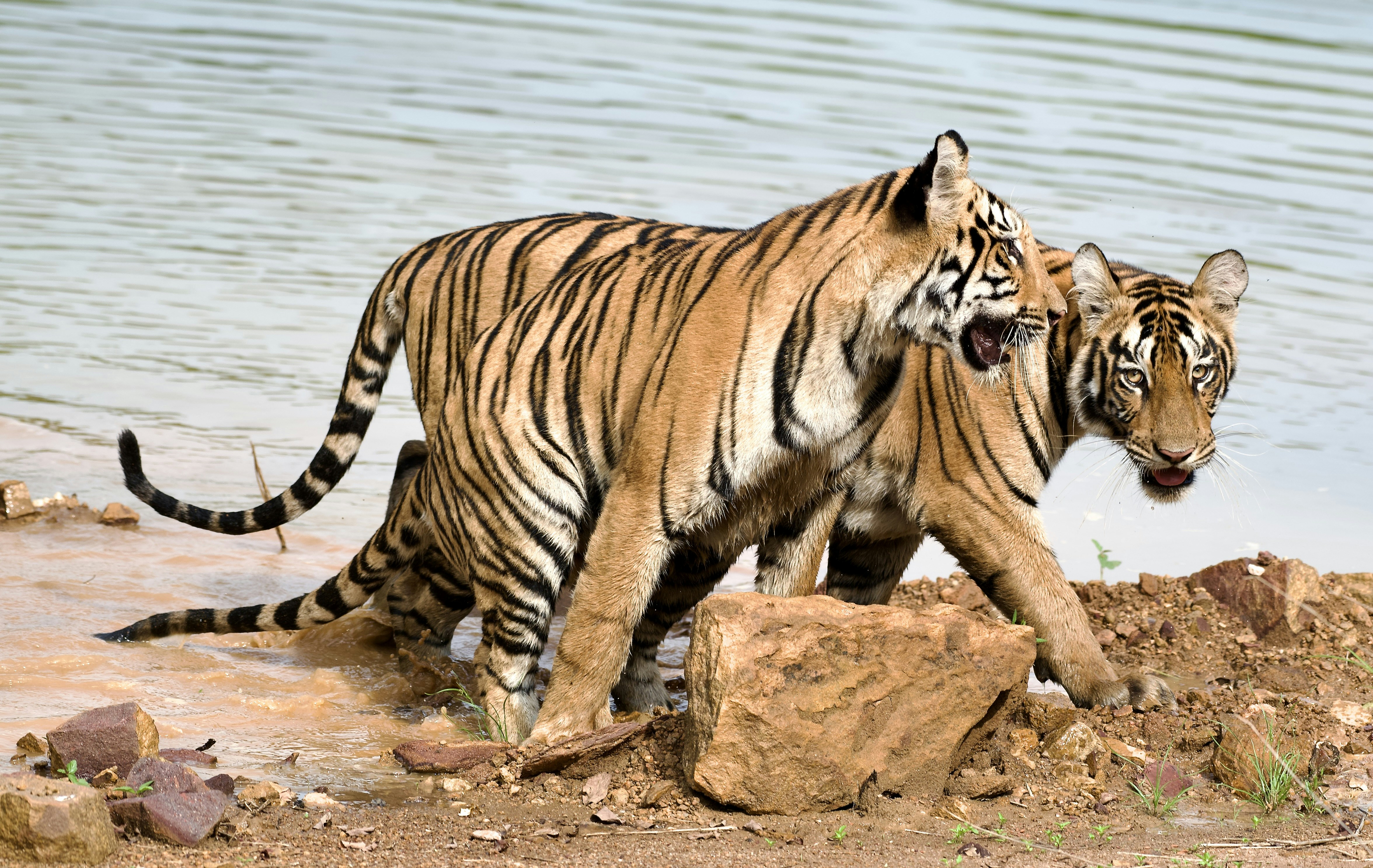 Tigers near a body of water, together. photo – Free Animal Image on ...
