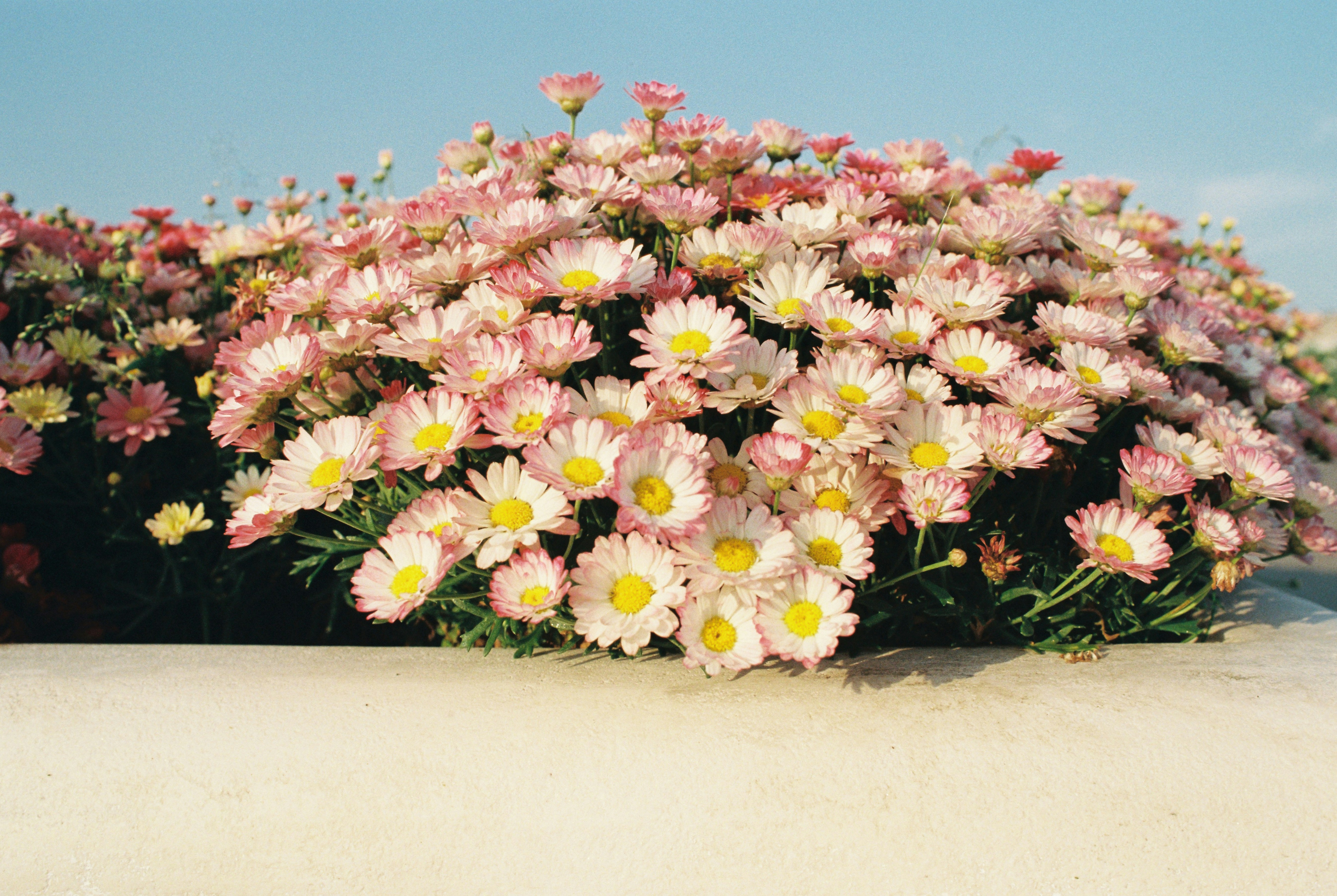 Vibrant pink and white daisies cascade over a stone ledge, bathed in soft sunlight. The scene captures the essence of spring's renewal.