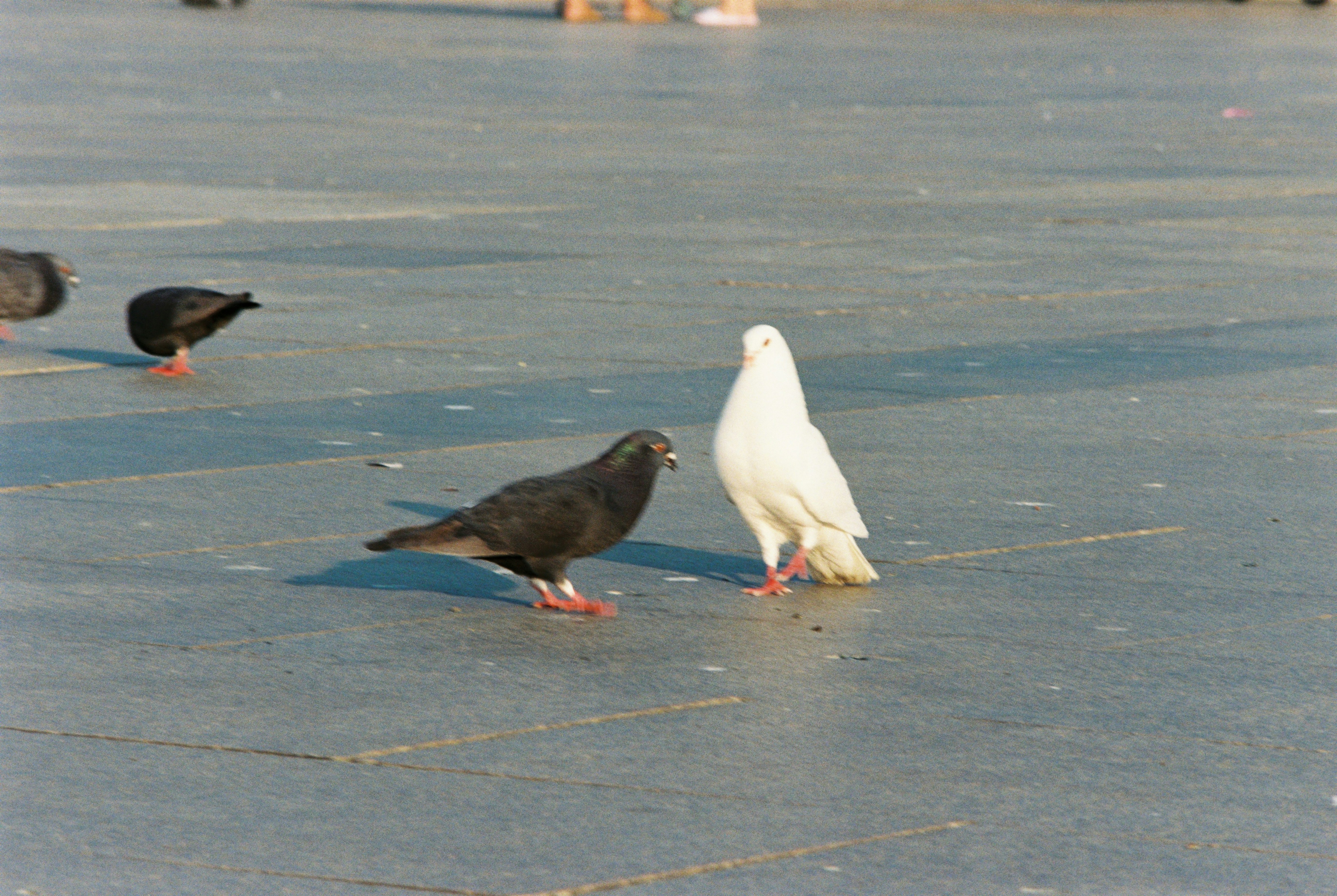 A Study in Contrast: The Urban Avian Duo