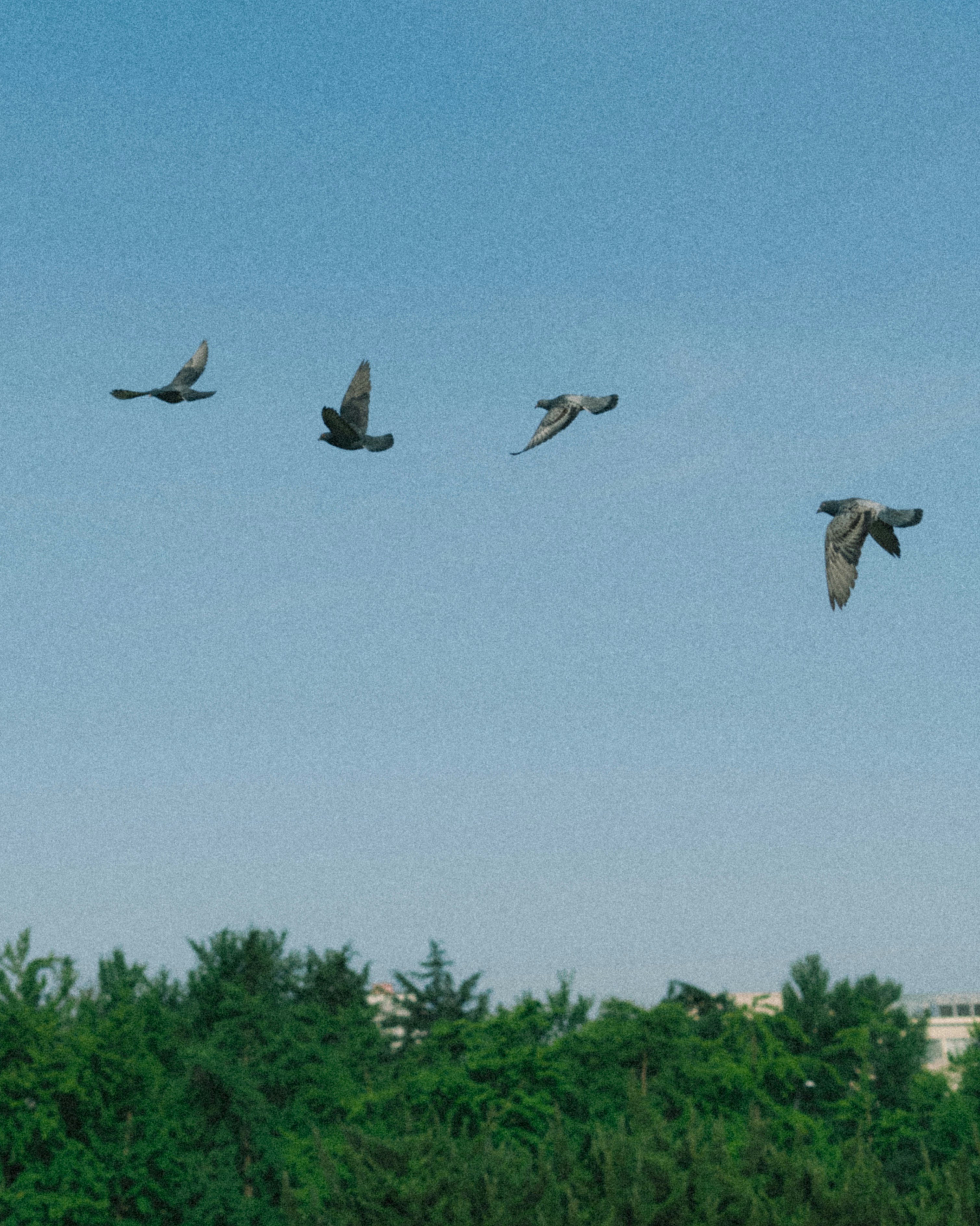 A Dance in the Sky: The Flight of the Flock