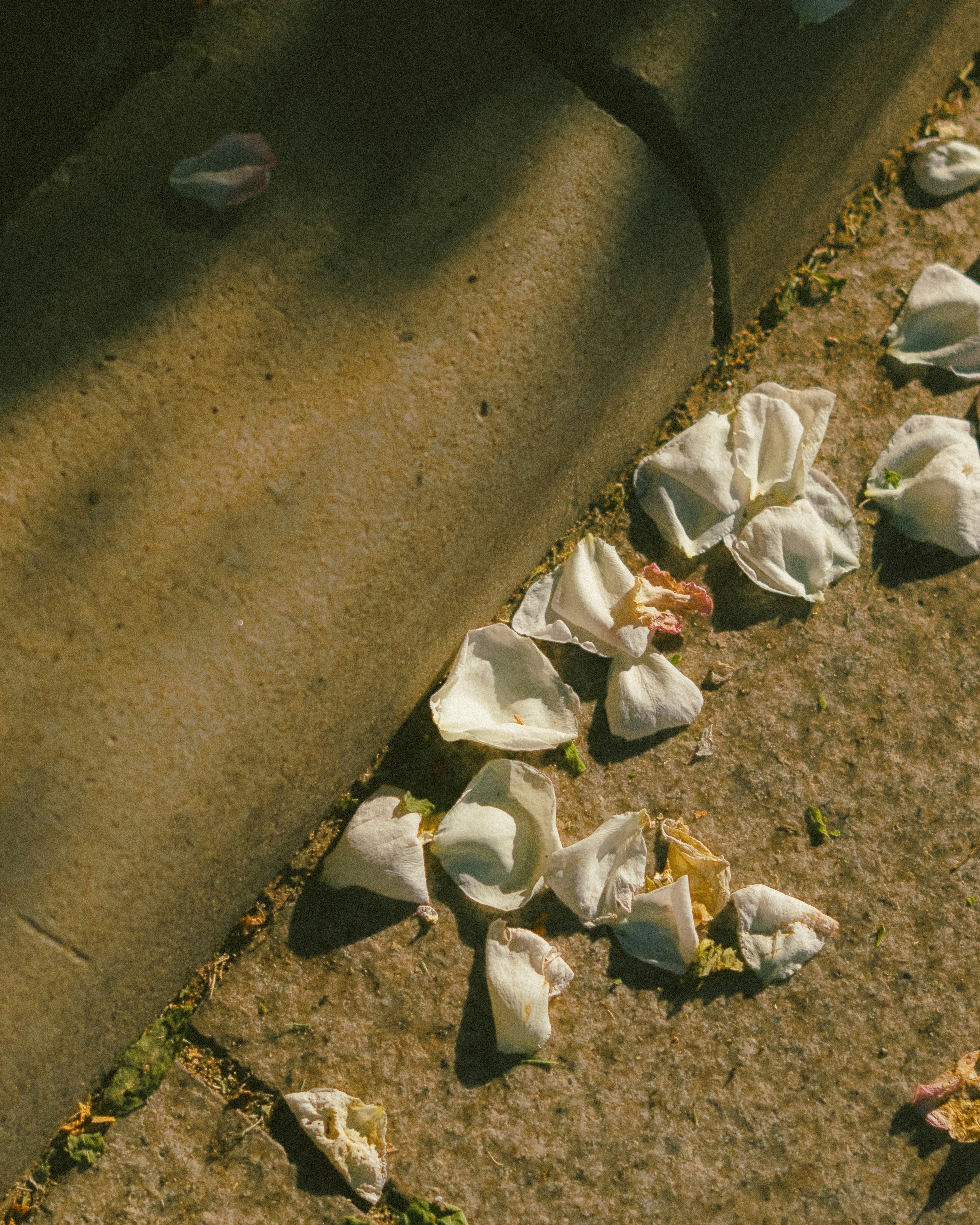 Whispers of Nature: Petals on Paved Paths