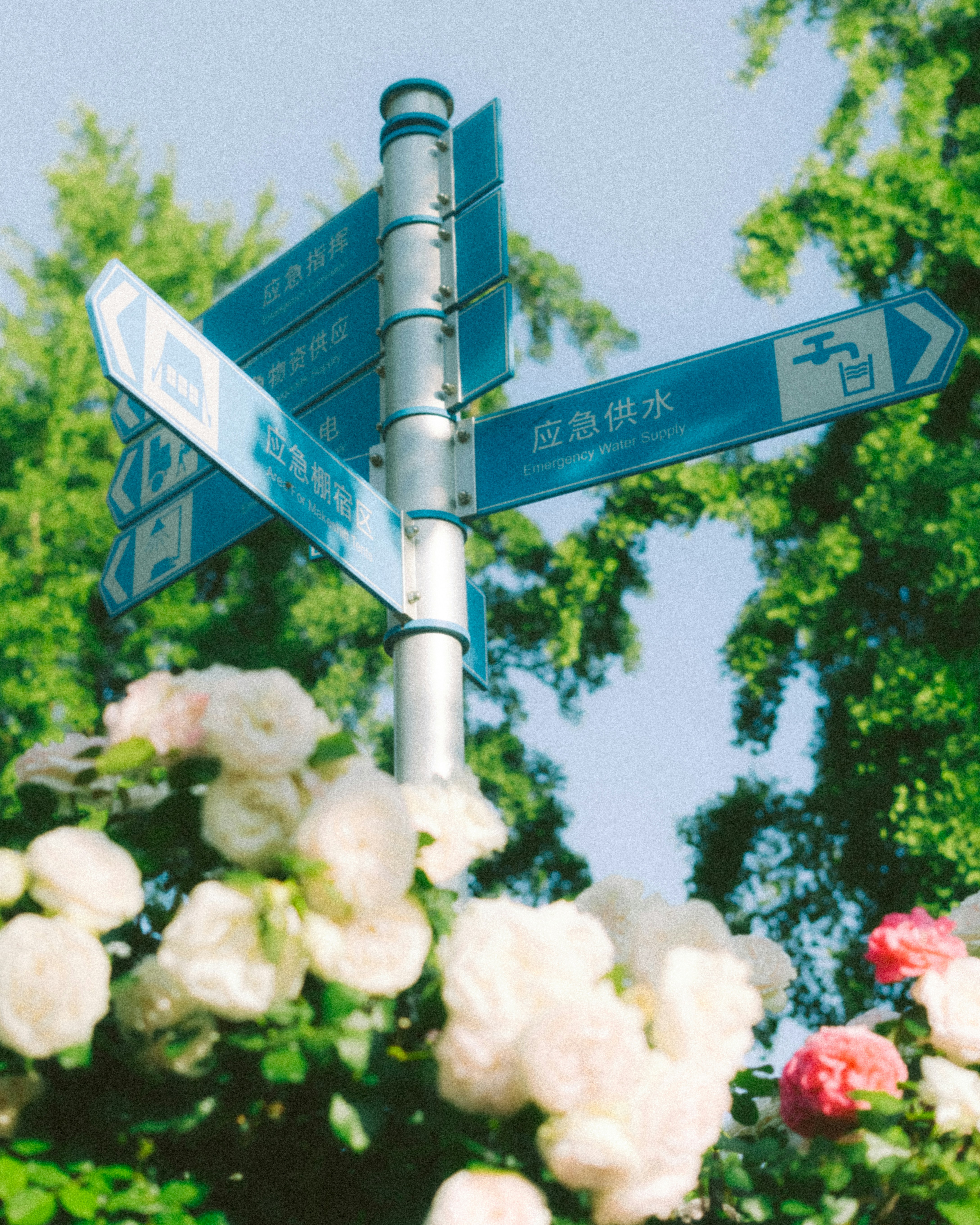 Directional signs amidst blooming roses in a vibrant garden setting.
