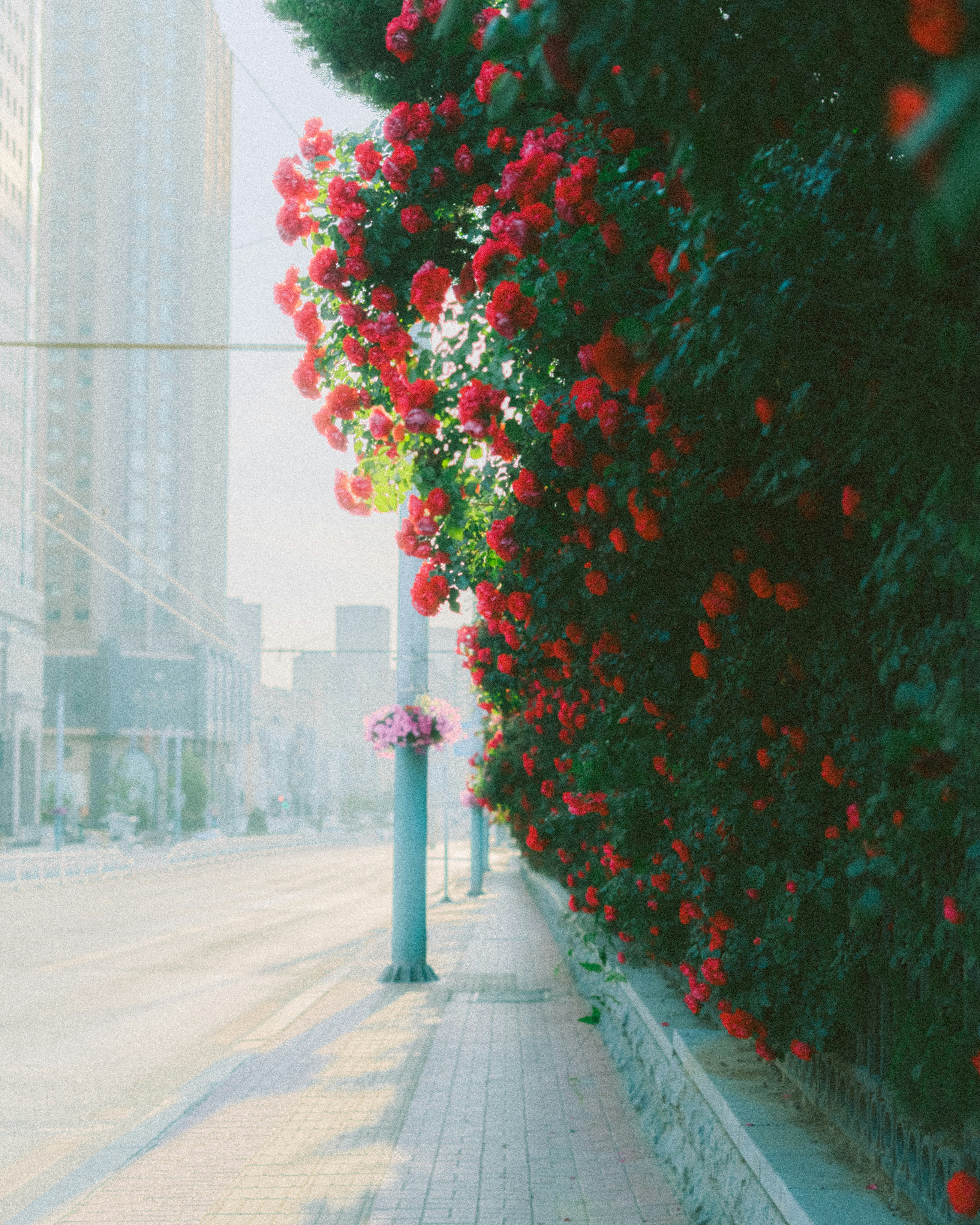 Vibrant red roses cascade over a city sidewalk, framing a quiet street scene with soft morning light. A lamppost adorned with flowers adds charm to the urban landscape.