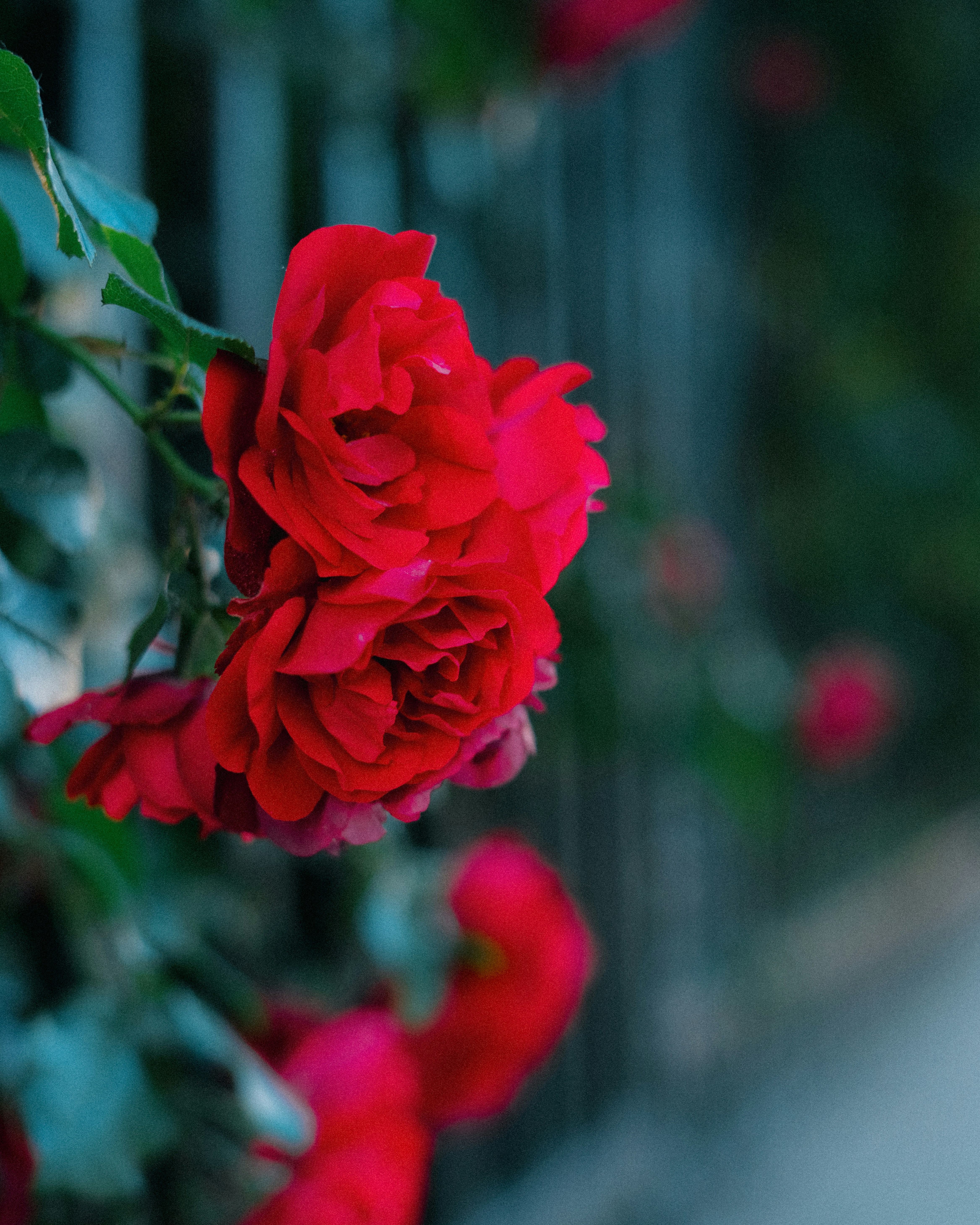 Red roses bloom vibrantly against a blurred background.