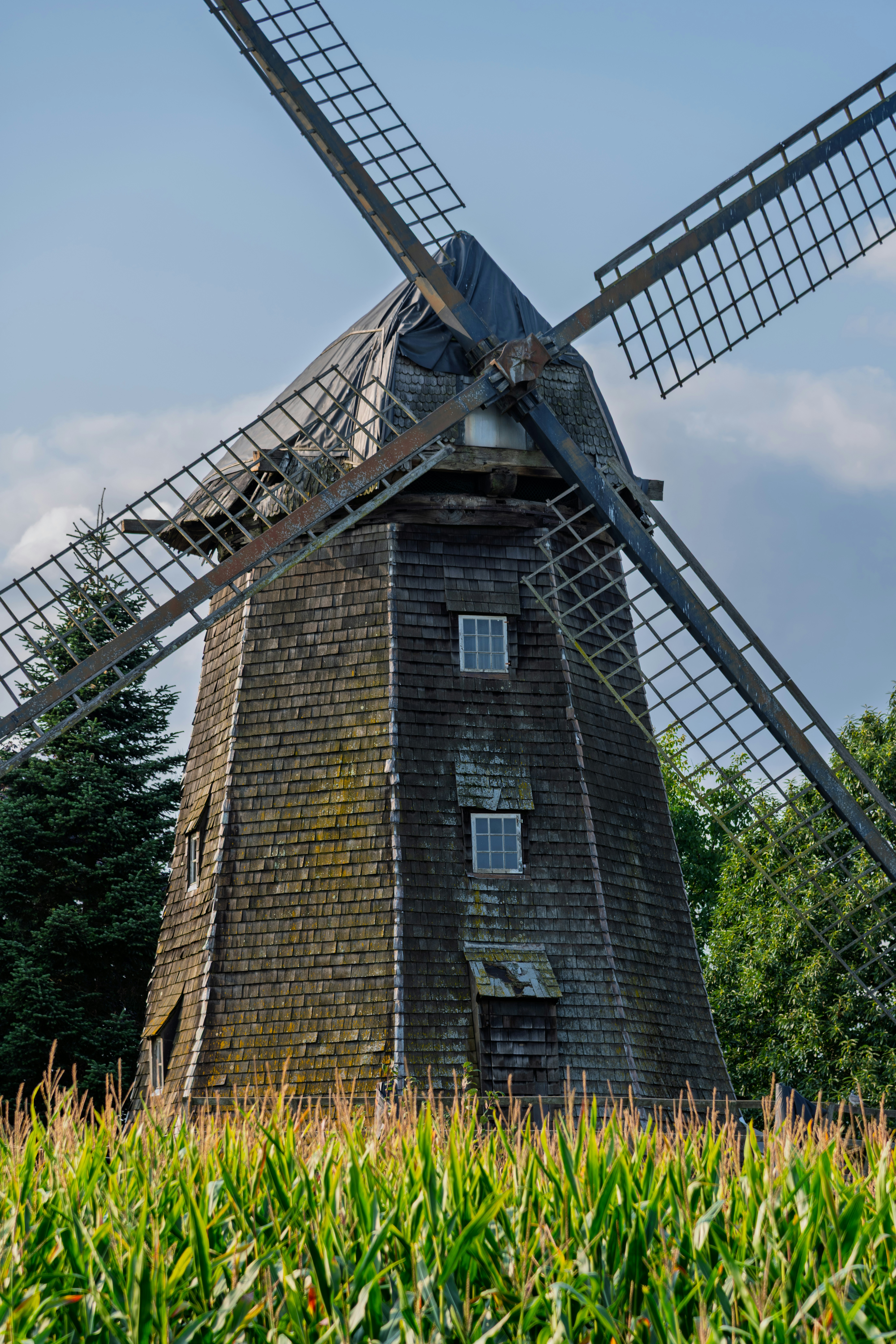A weathered windmill towers over a cornfield.