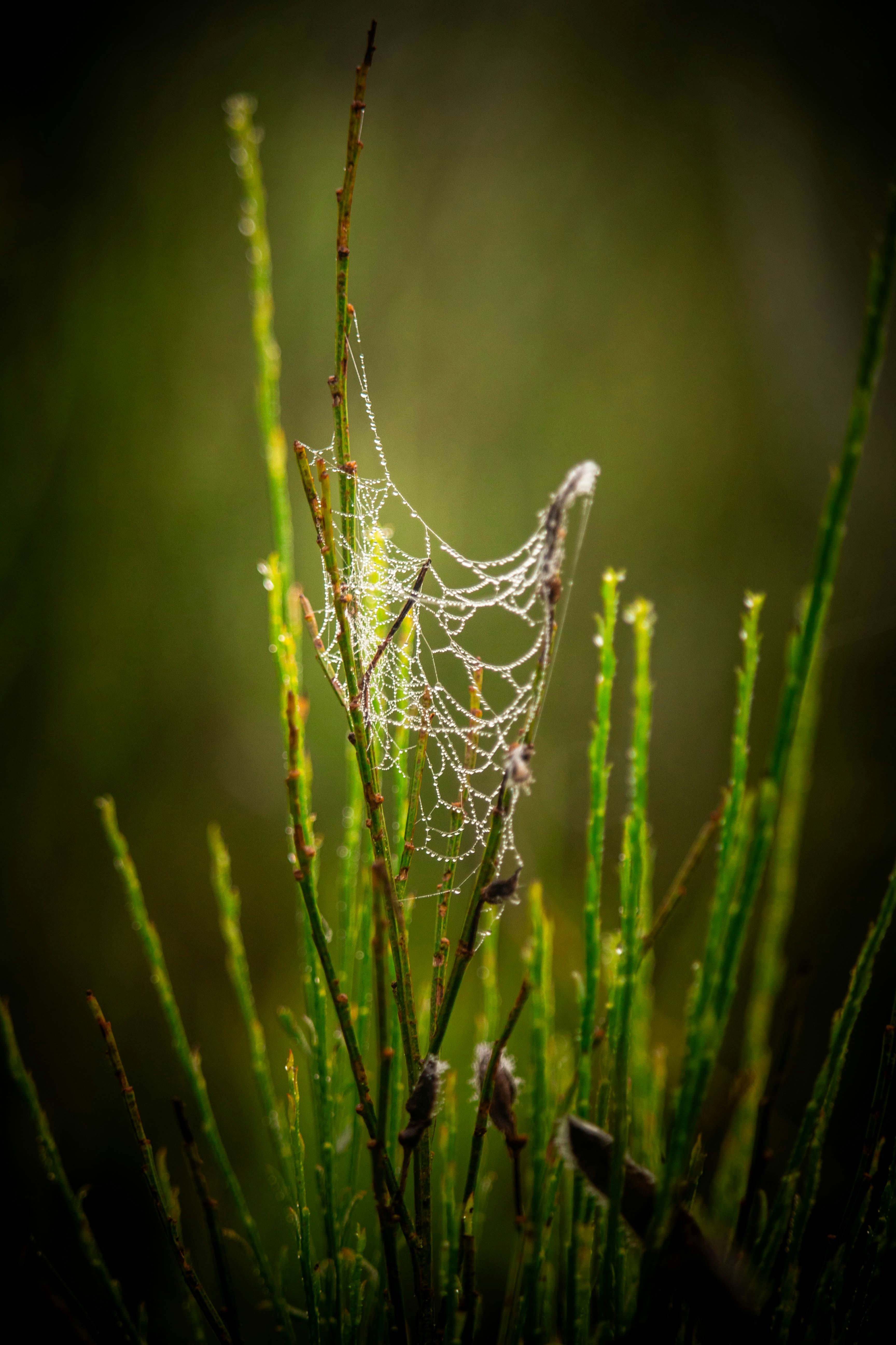 Dew-covered spiderweb on a thin plant stem amidst grass