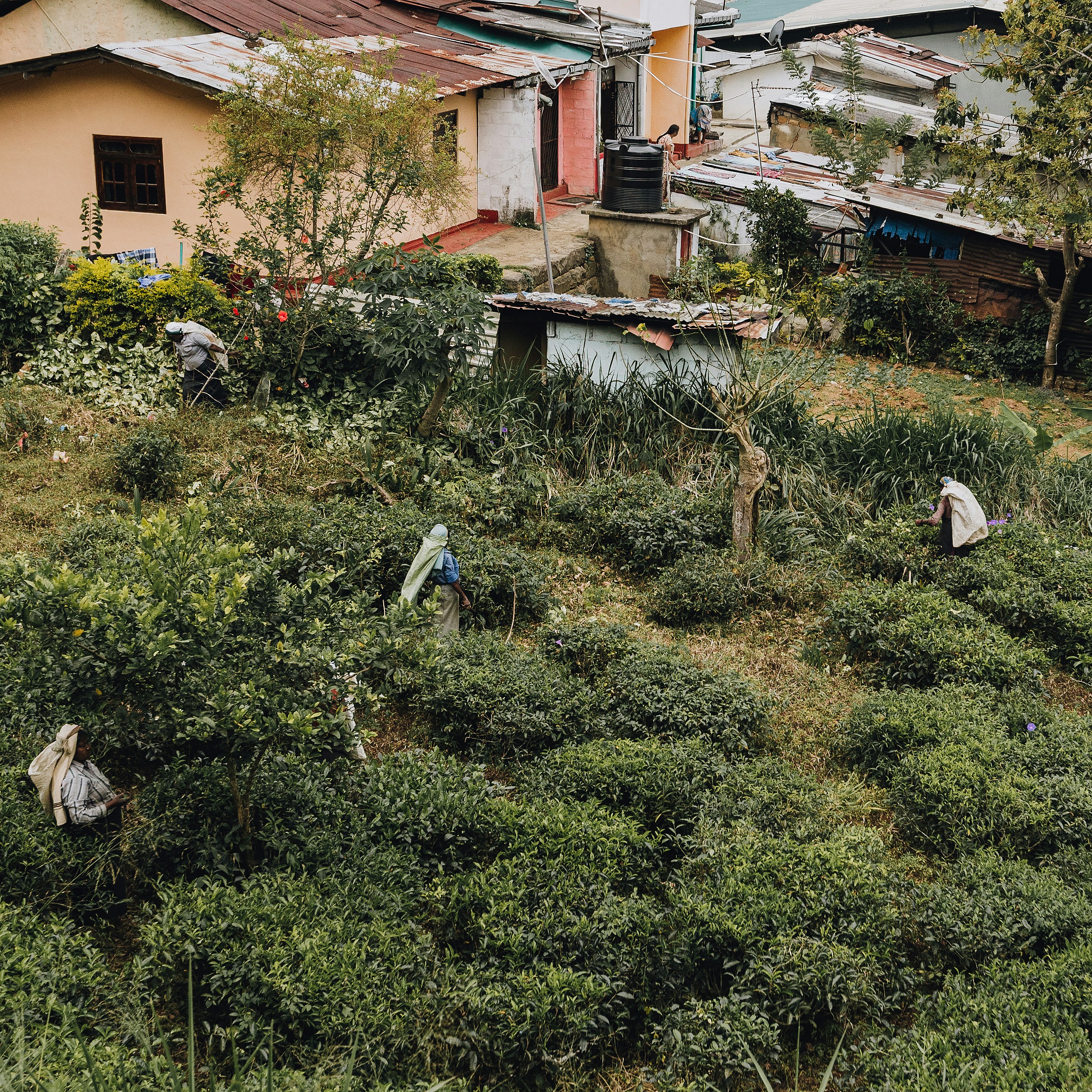 Workers harvesting tea leaves in a lush green field.