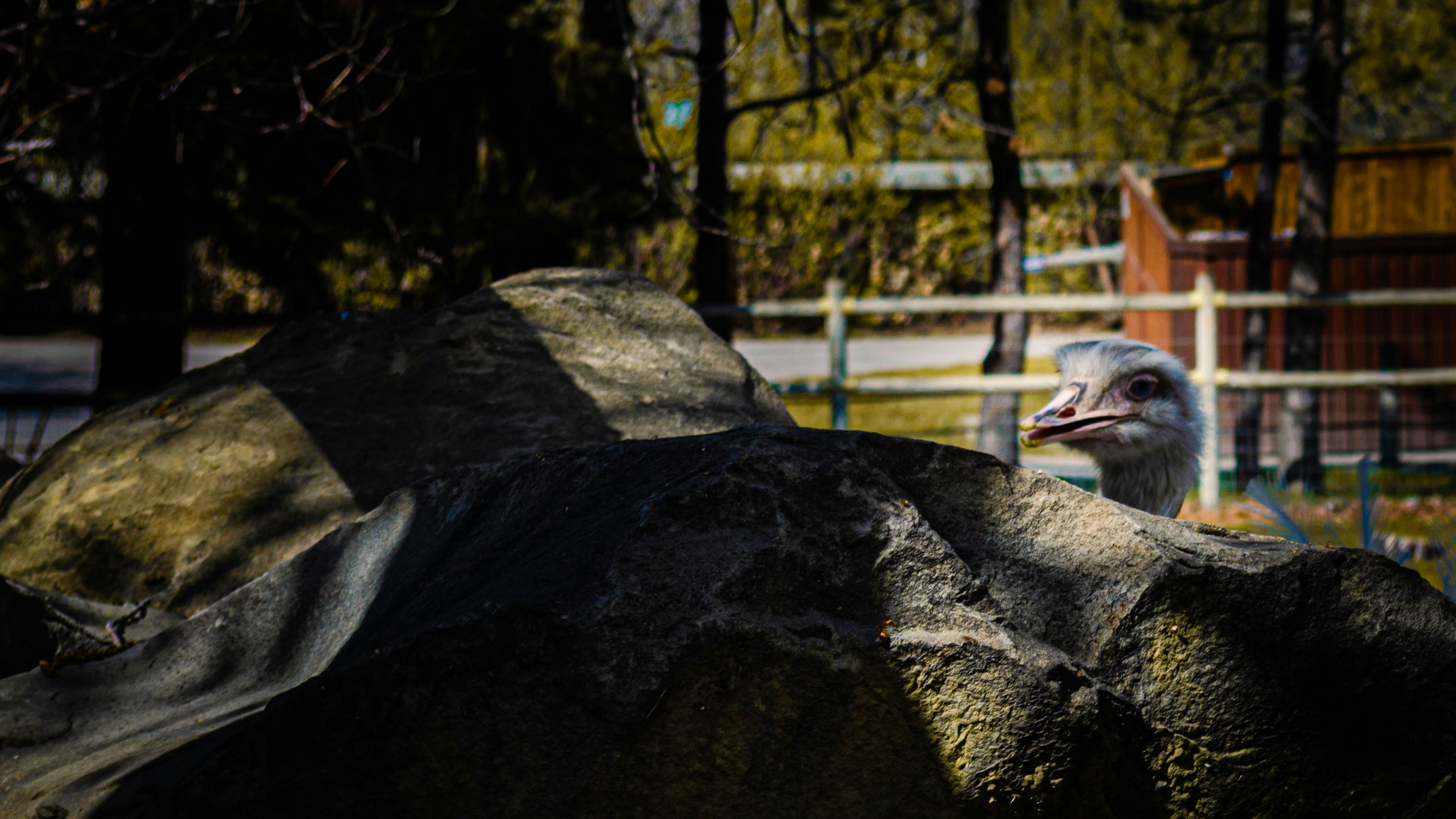 Glimpse Over the Boulders: A Turkey Peeks from the Rock Garden