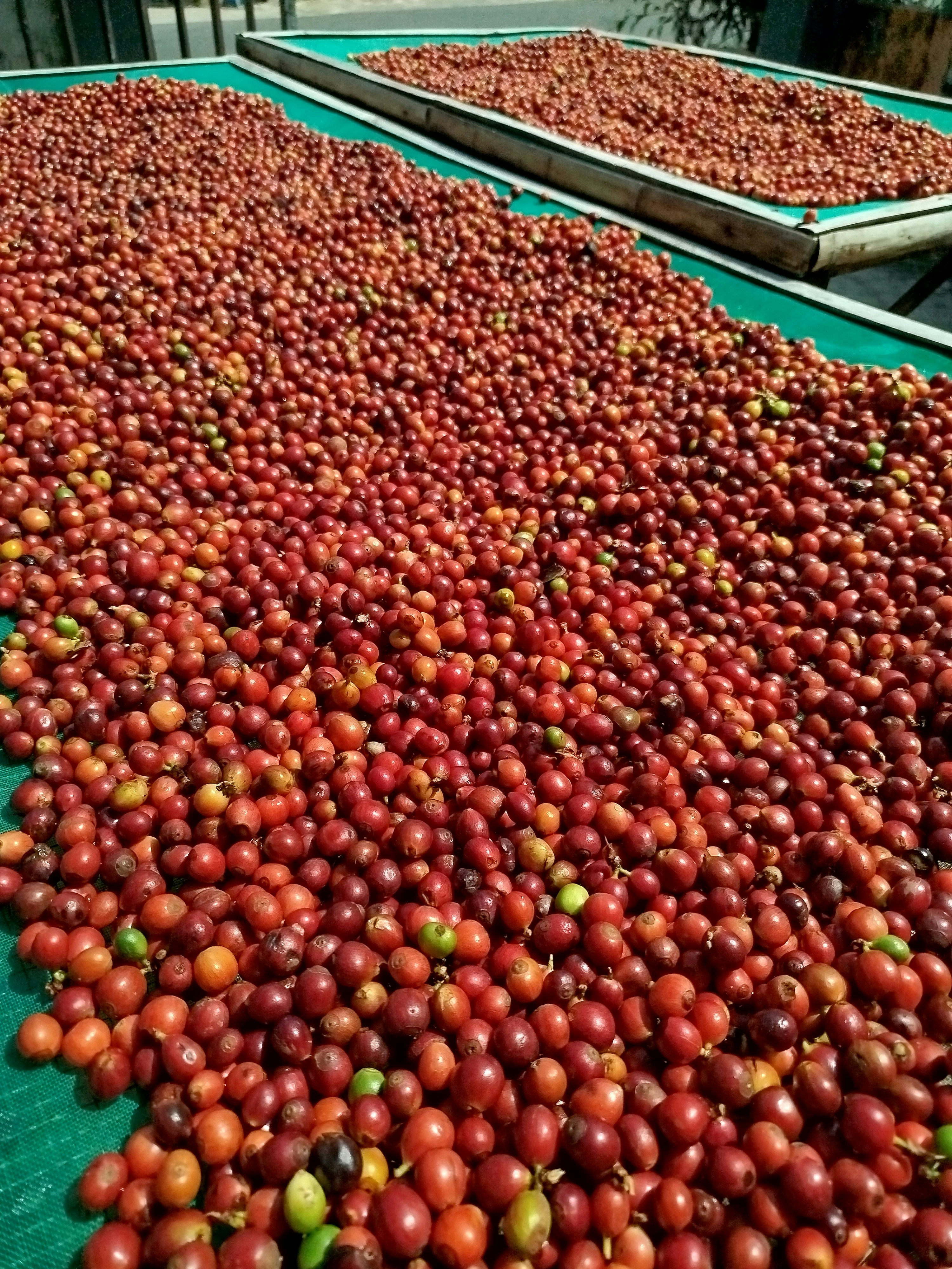 Vibrant red and green coffee berries spread out on a drying surface, showcasing the harvest process. The rich colors highlight the freshness and quality of the crop.