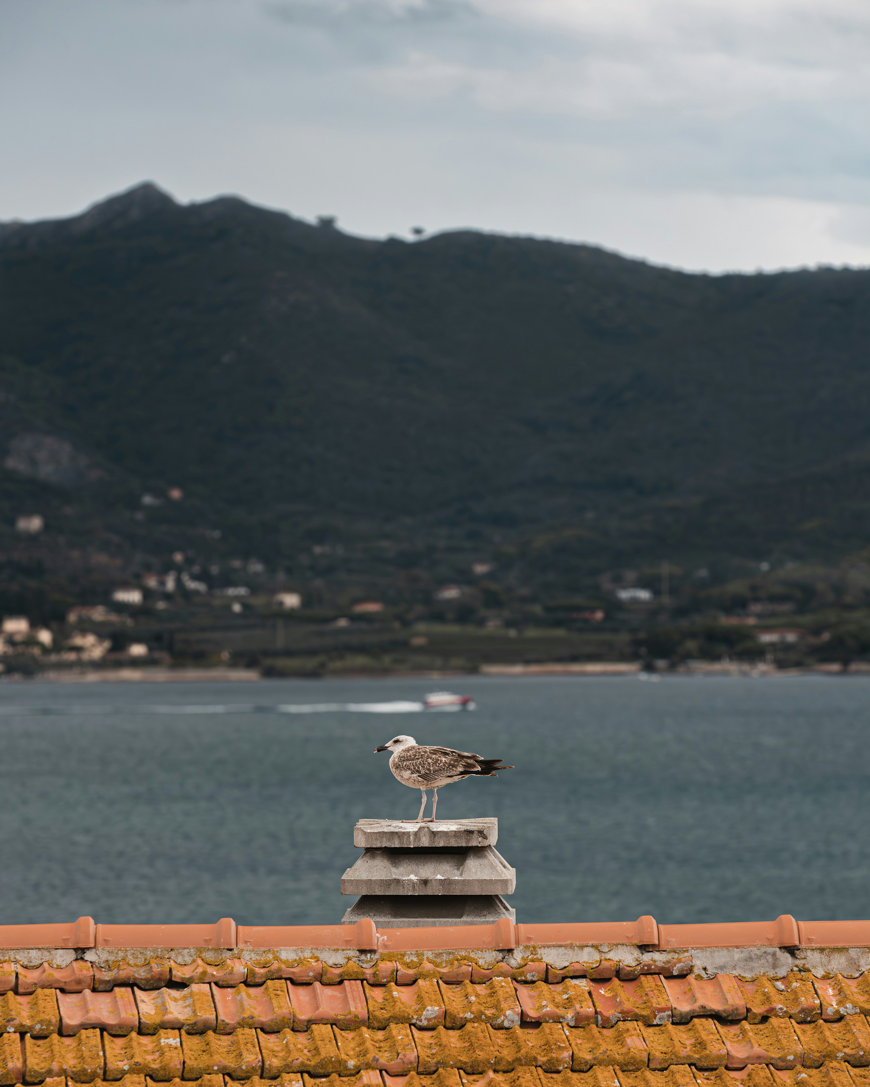 Seagull on a Terracotta Roof: A Quiet Coastal Portrait