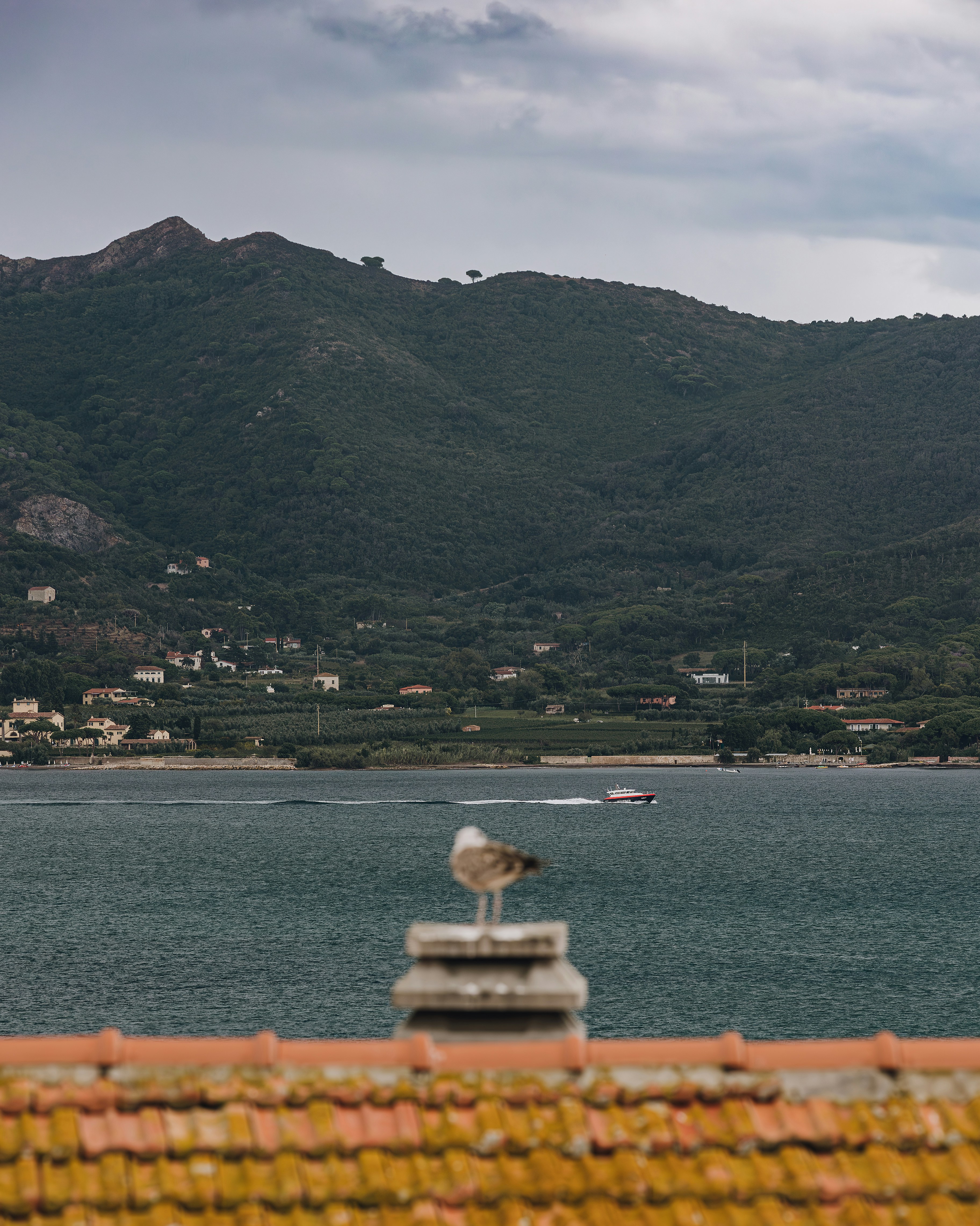 Seagull Sentinel Over Terracotta Roofs