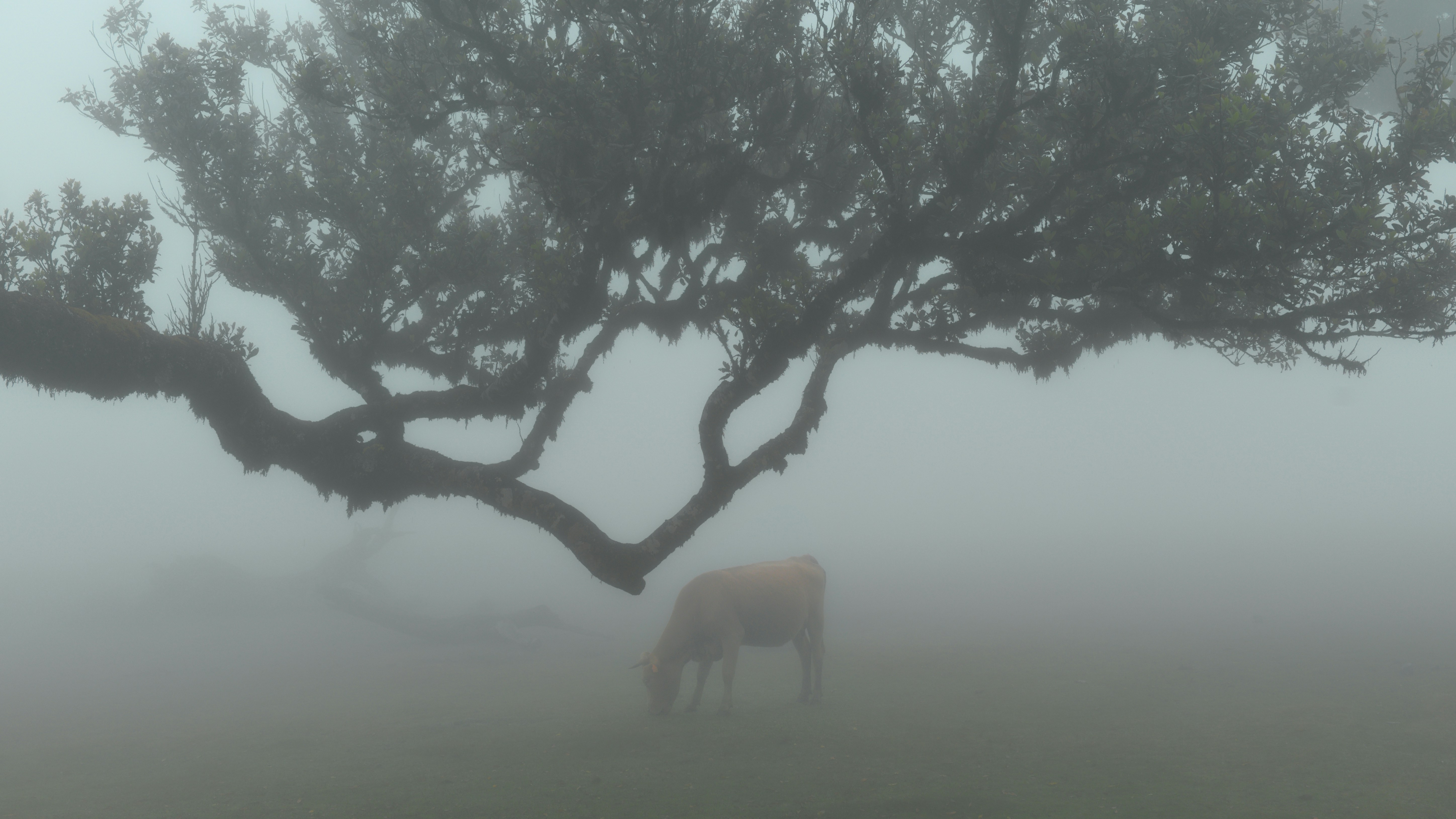 Mist-Lit Meadow: A Horse Grazing Under the Knotted Tree