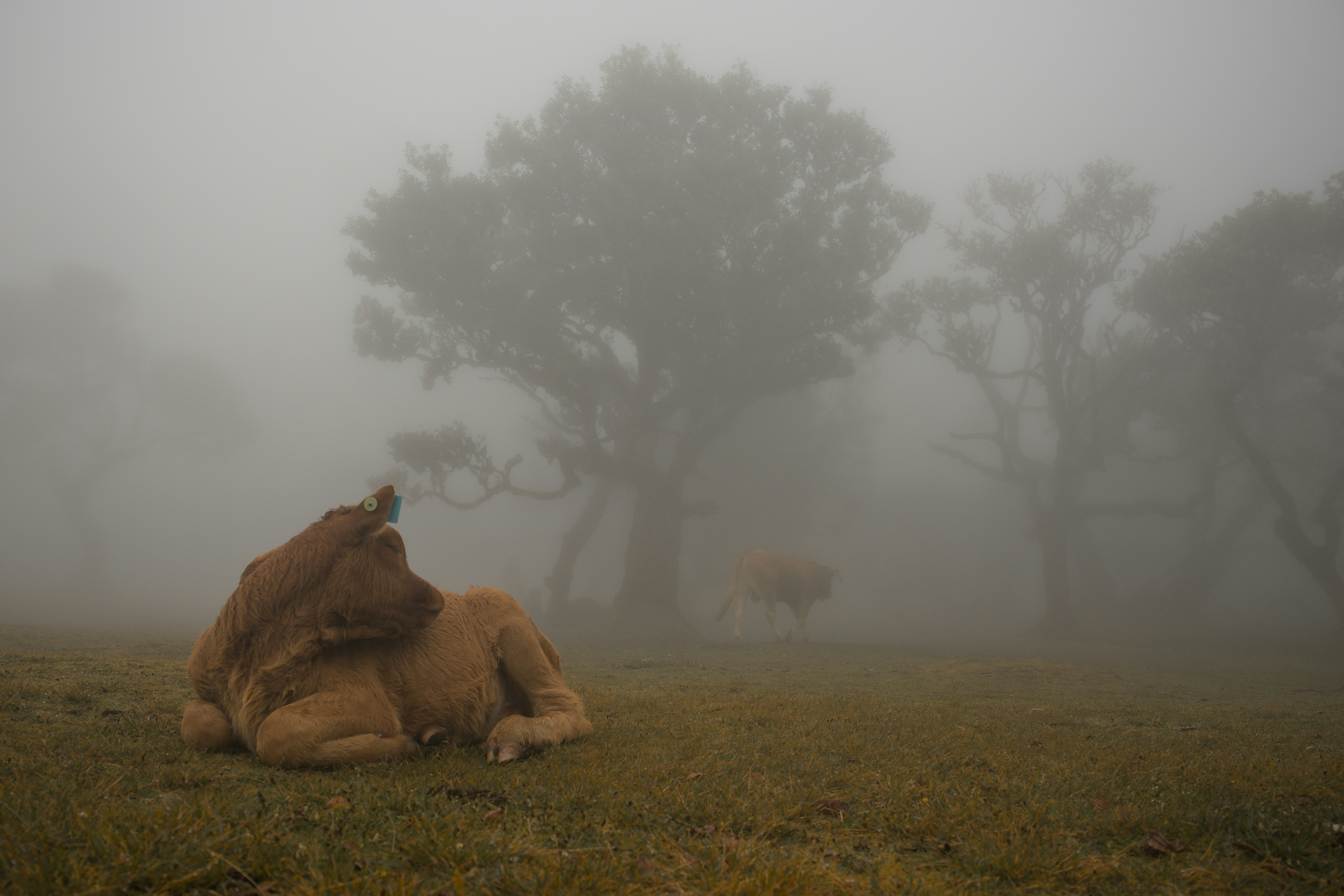 Whispers of the Wild: A Lion's Solitude in the Mist