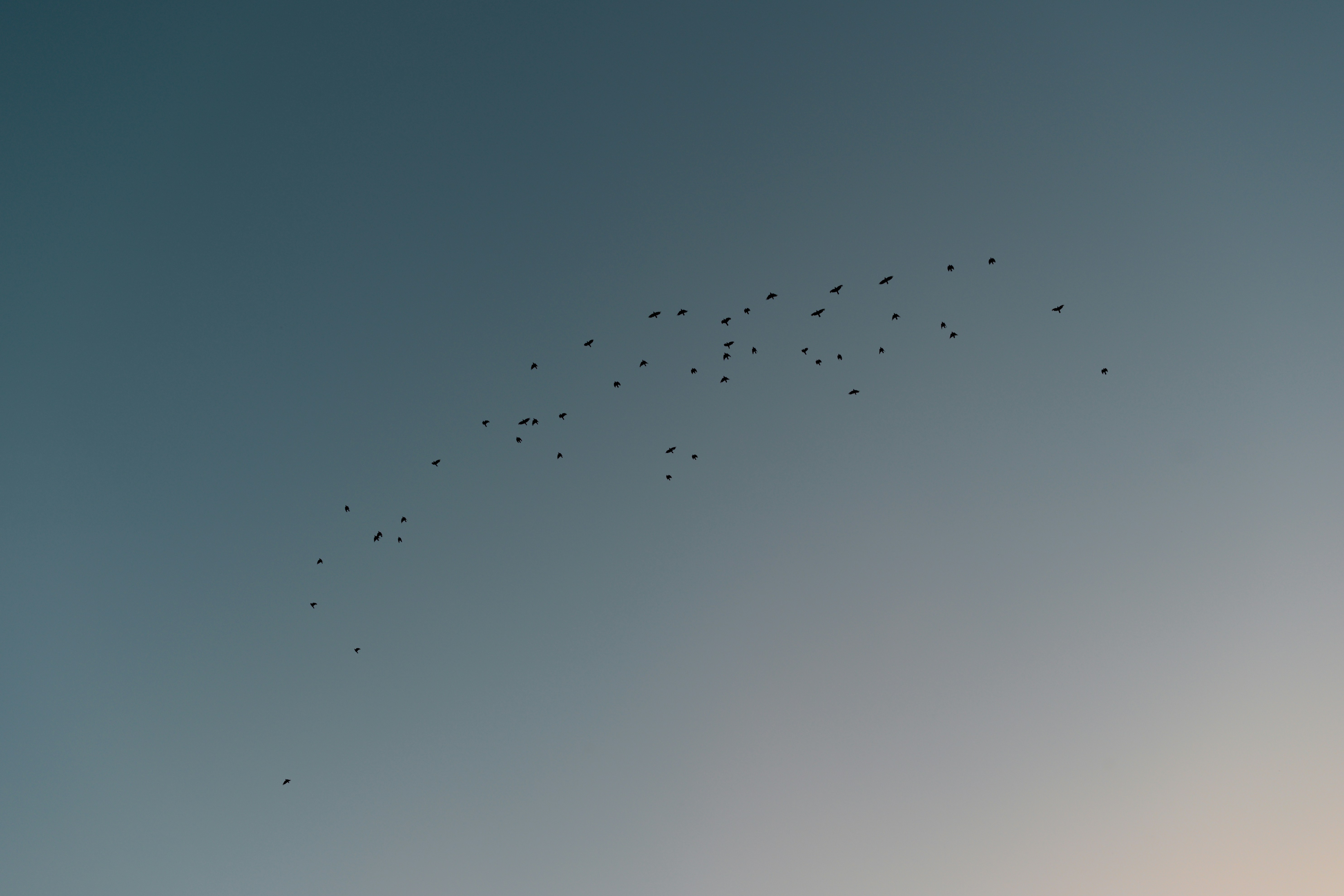 Aerial Ballet: The Dance of the Flock