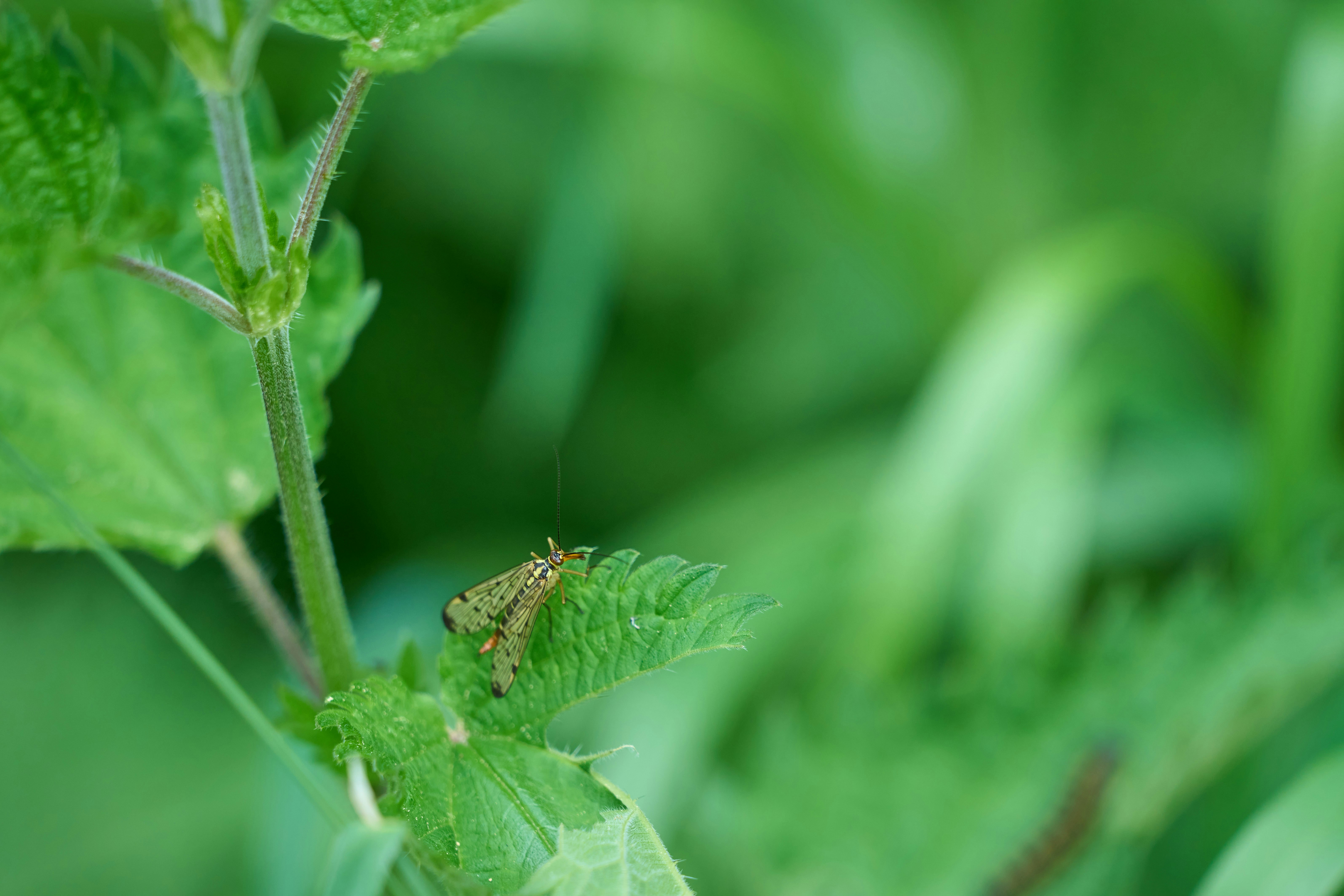 A grasshopper resting on a vibrant green leaf, surrounded by lush foliage. The intricate details of its body contrast with the blurred background.