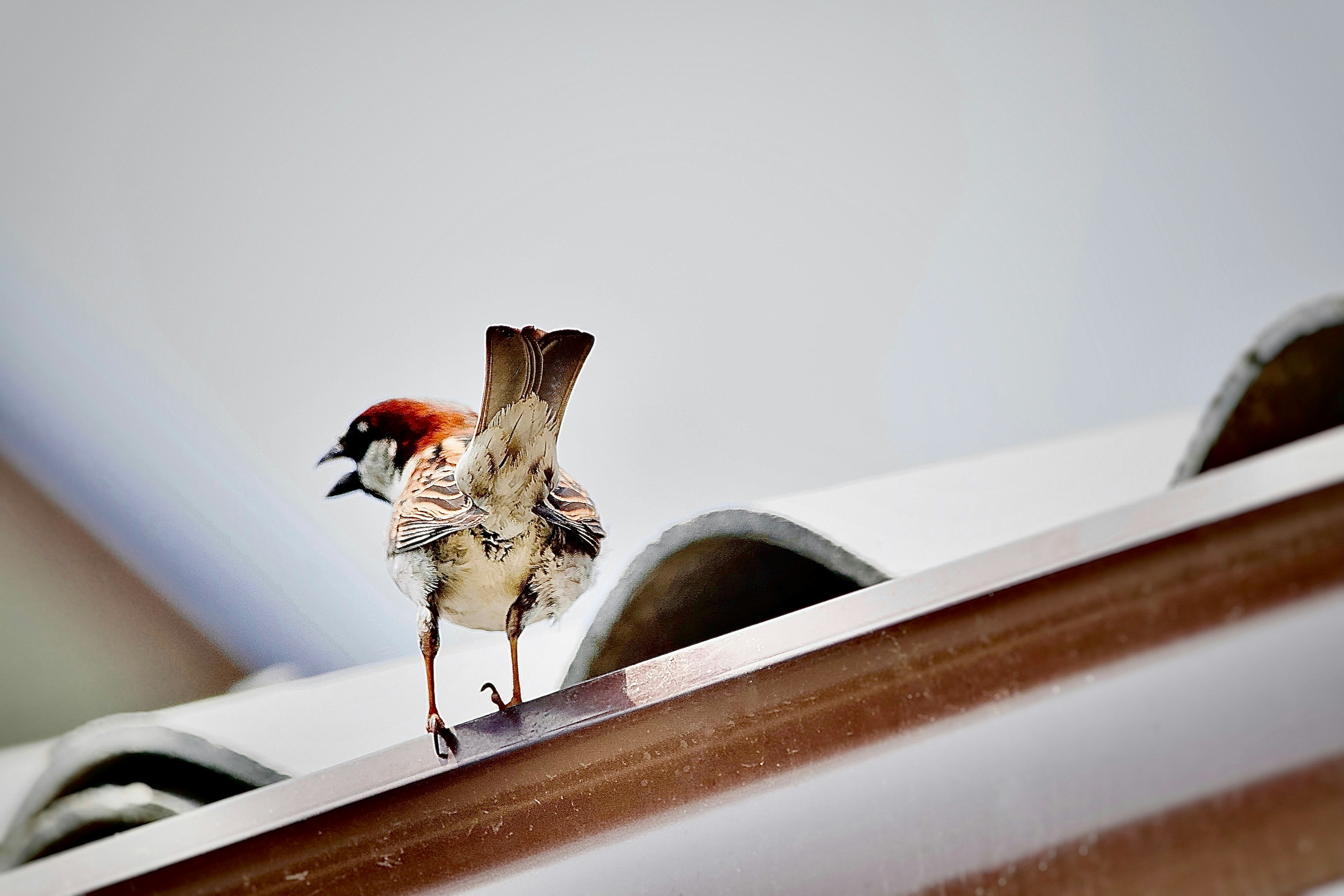 Perched on the Roof: A Small Bird with Red Crown