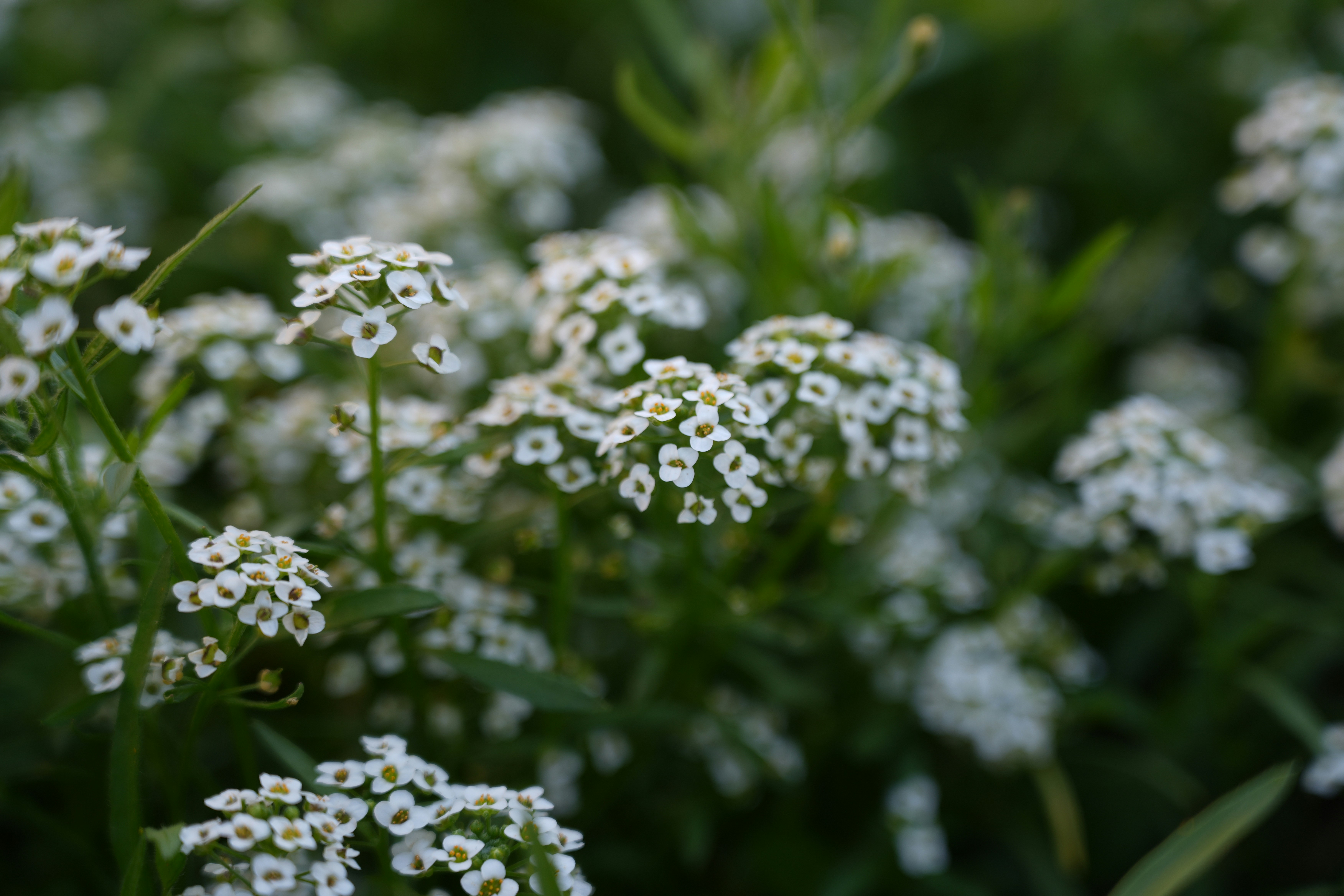 Photo by Tarik Caramanico with Sony Alpha 7 IV