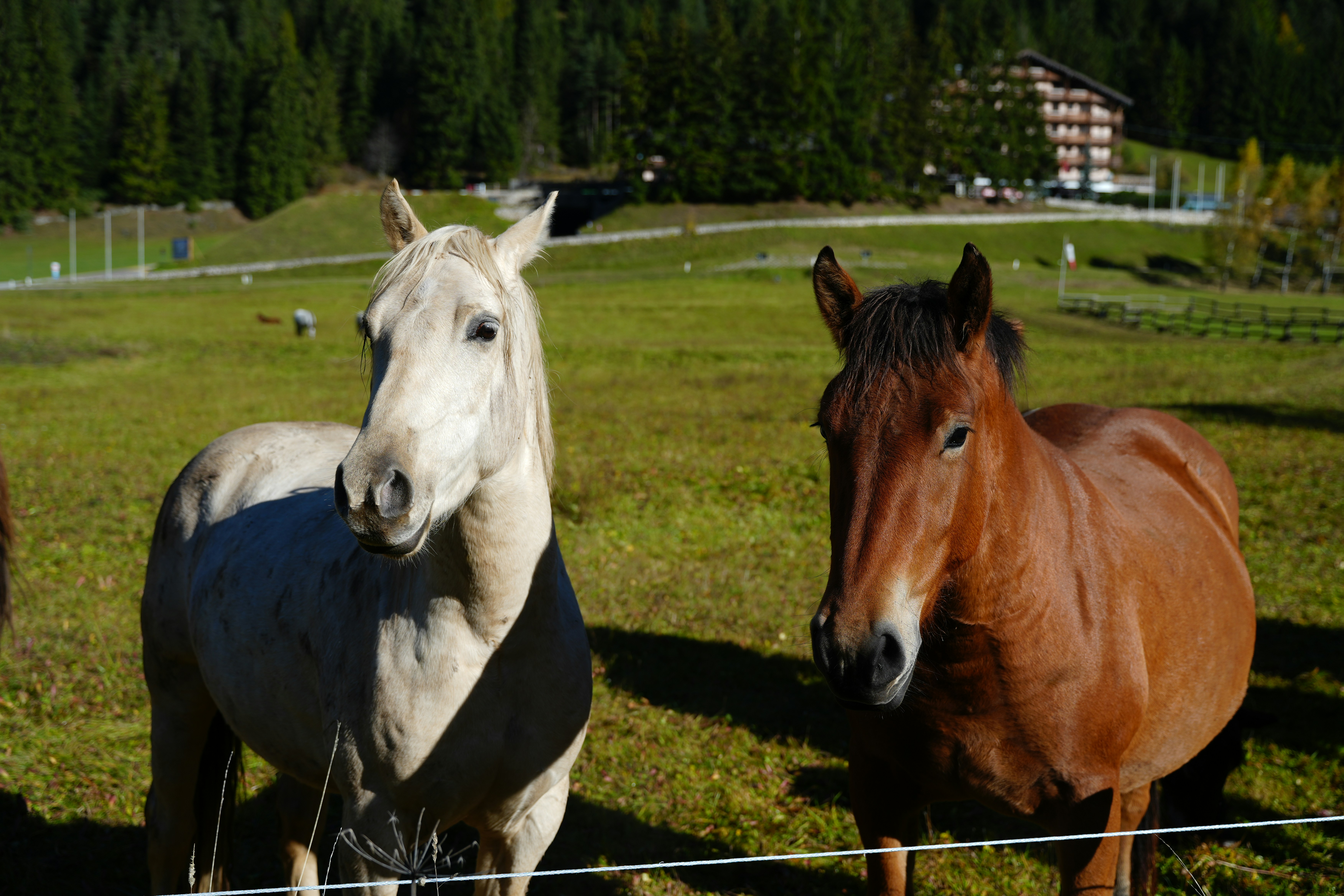 Family Horse Riding in Munich