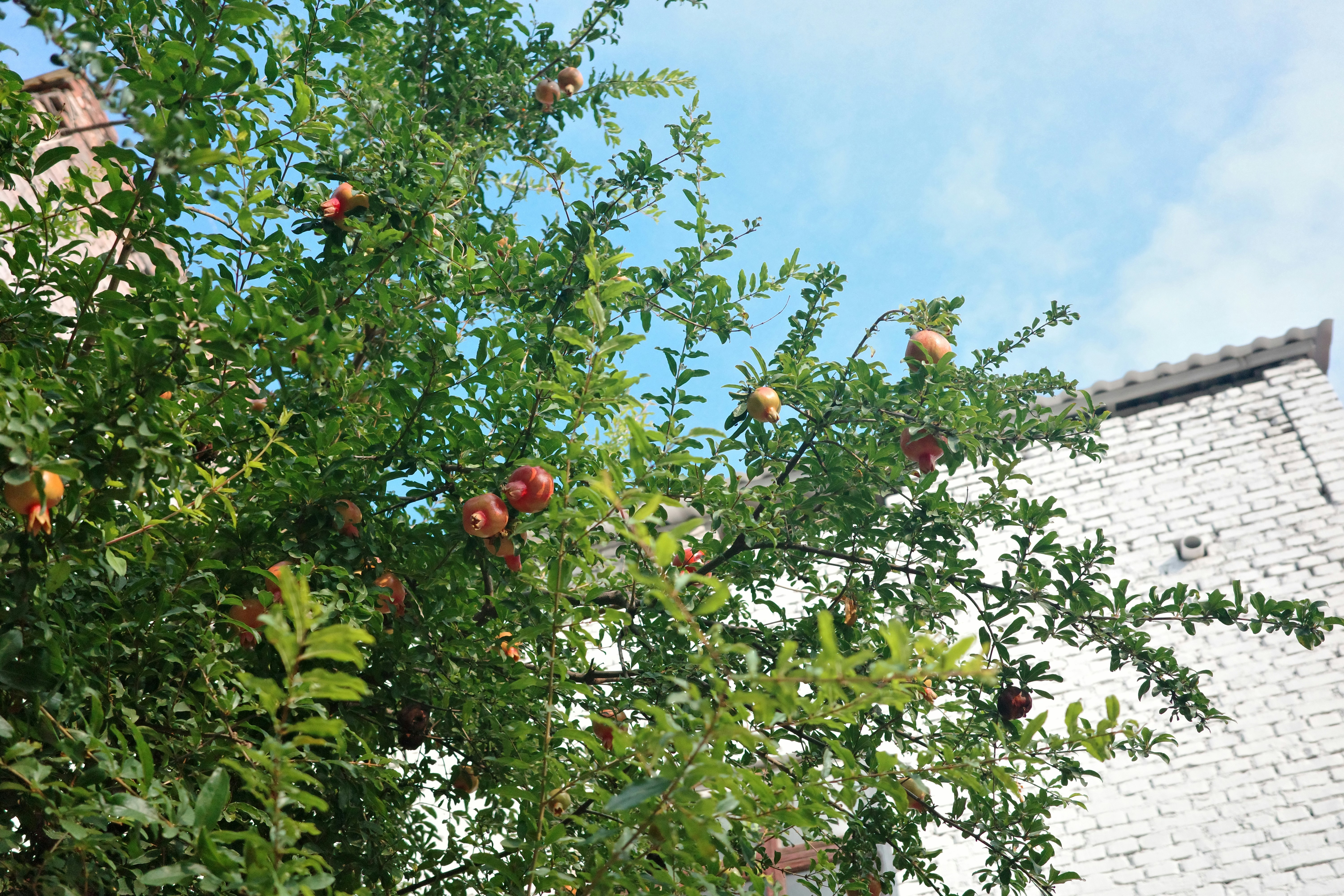 Pomegranate tree with ripening fruit against blue sky.