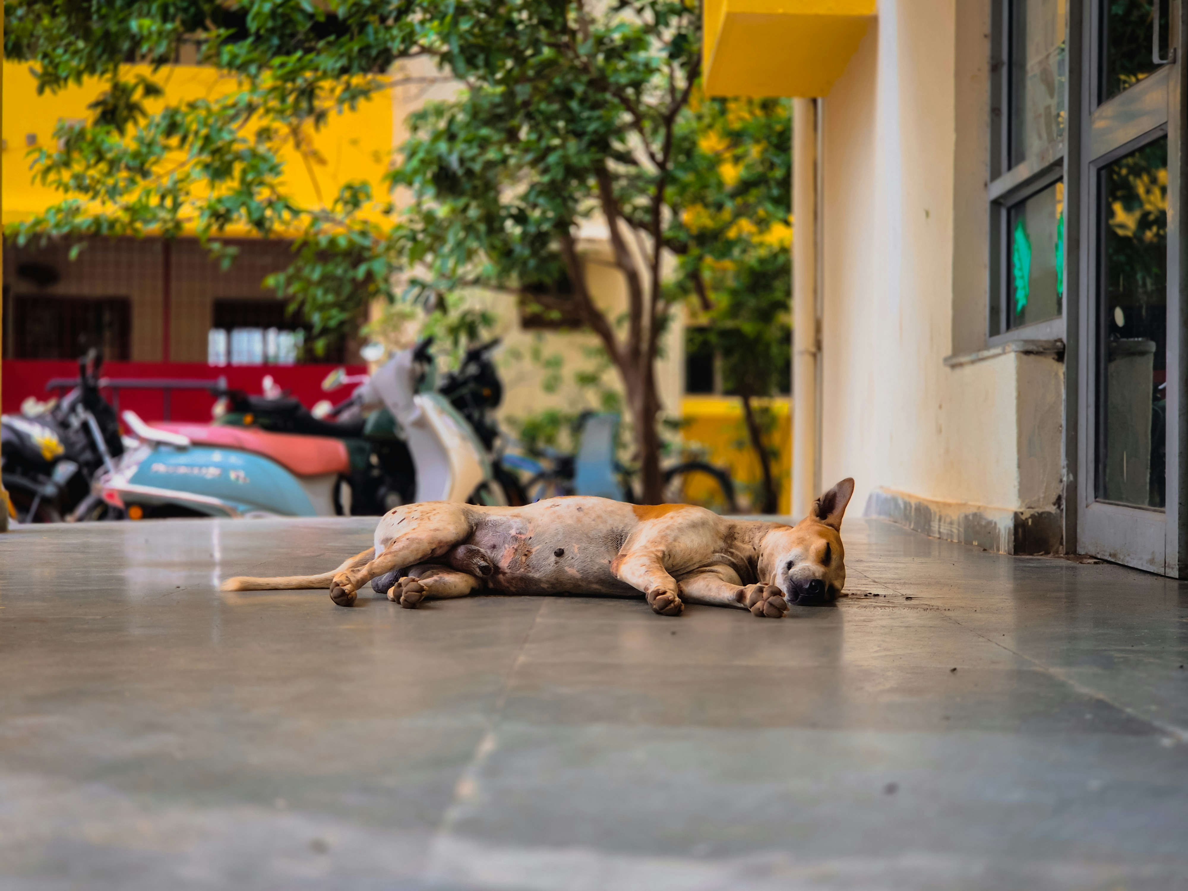 Sunkissed Serenity: A Canine's Afternoon Nap