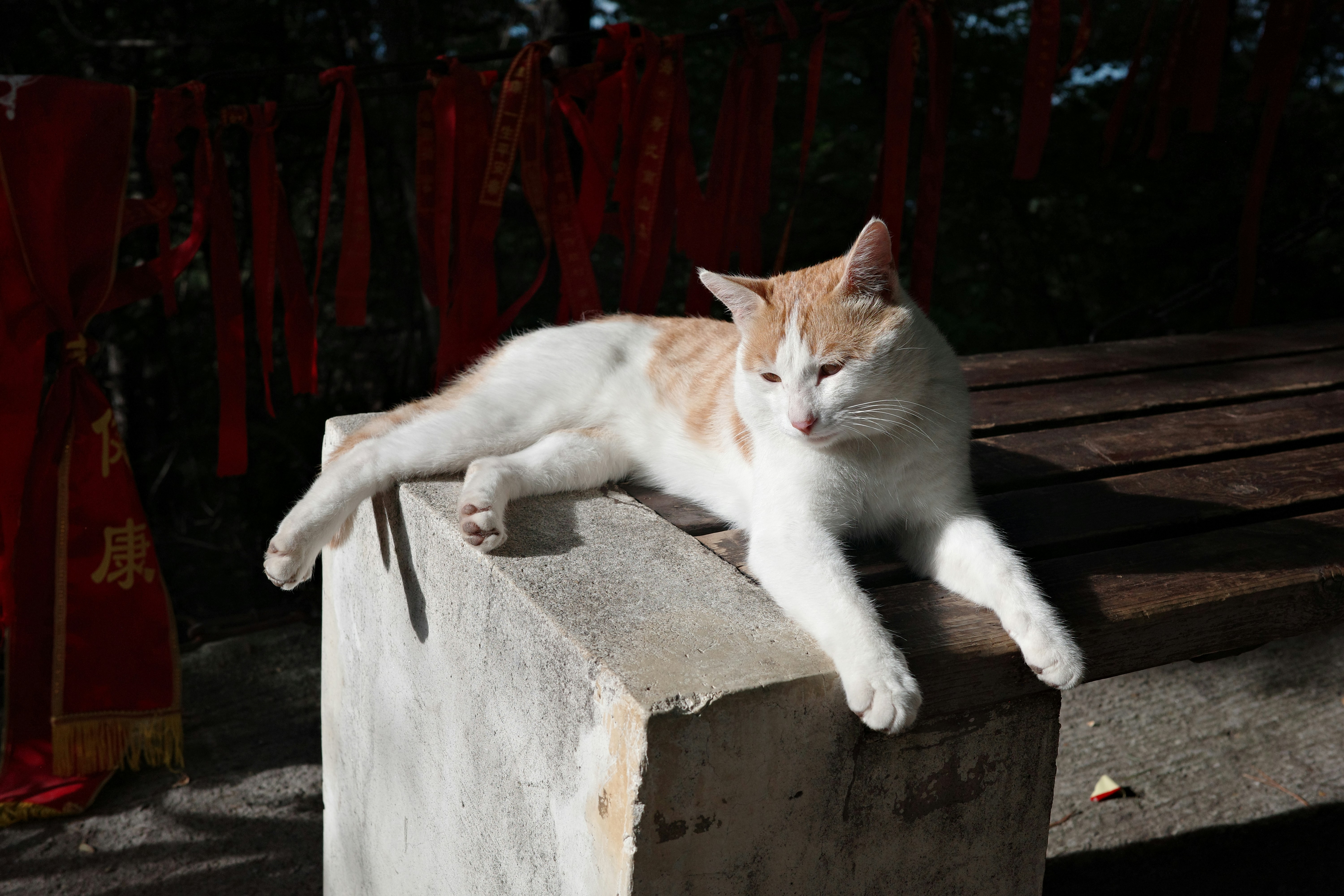 Serene Sunbather: A Cat's Afternoon Retreat