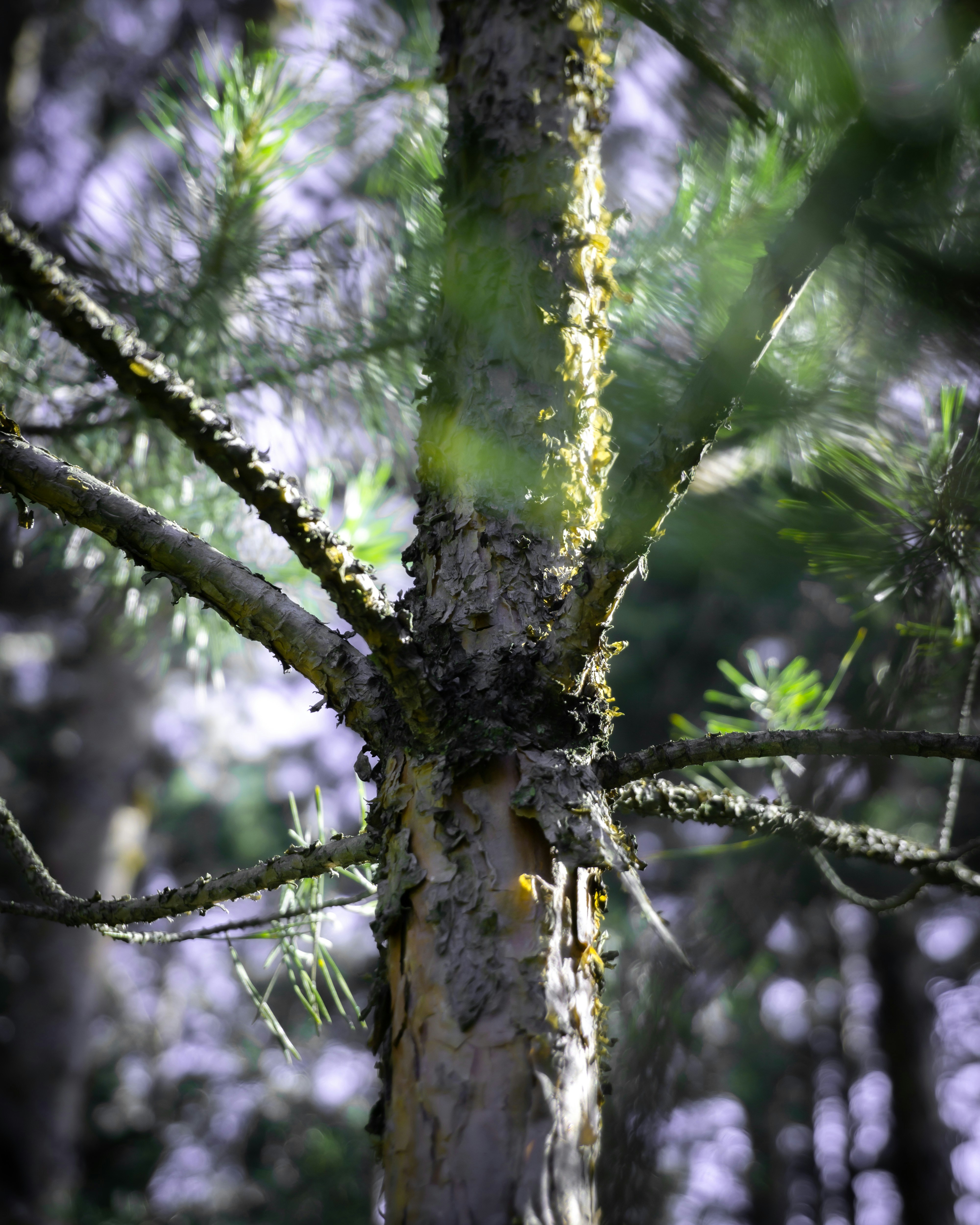 Nature's Intricate Tapestry: The Pine's Story