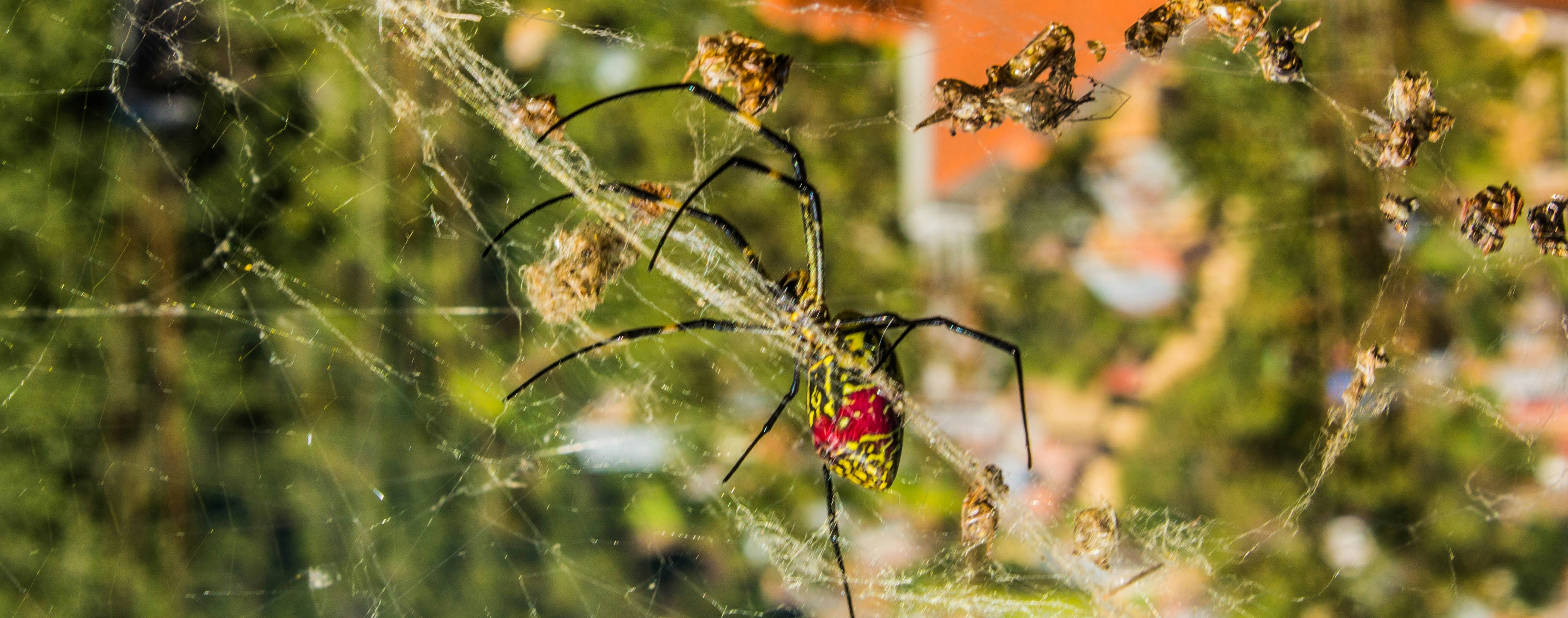 Intricate Weaver: Nature's Architect