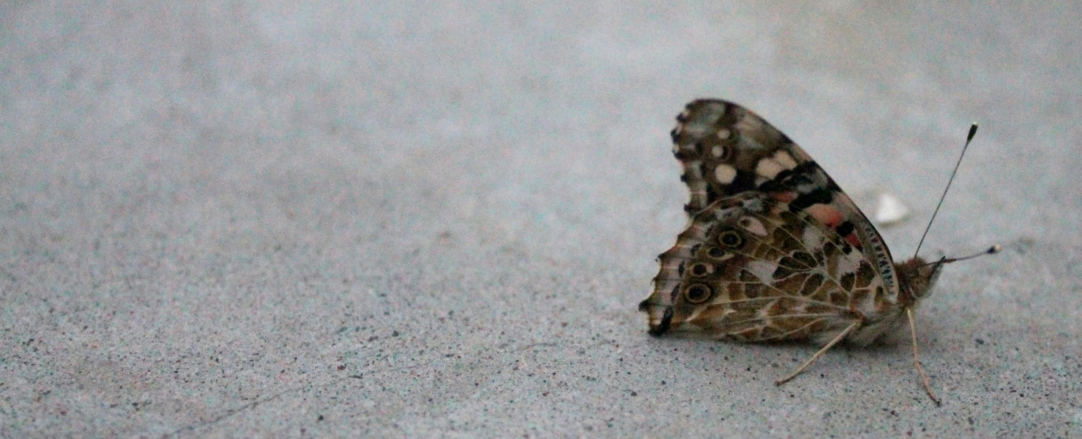Delicate Wanderer: A Butterfly's Resting Moment