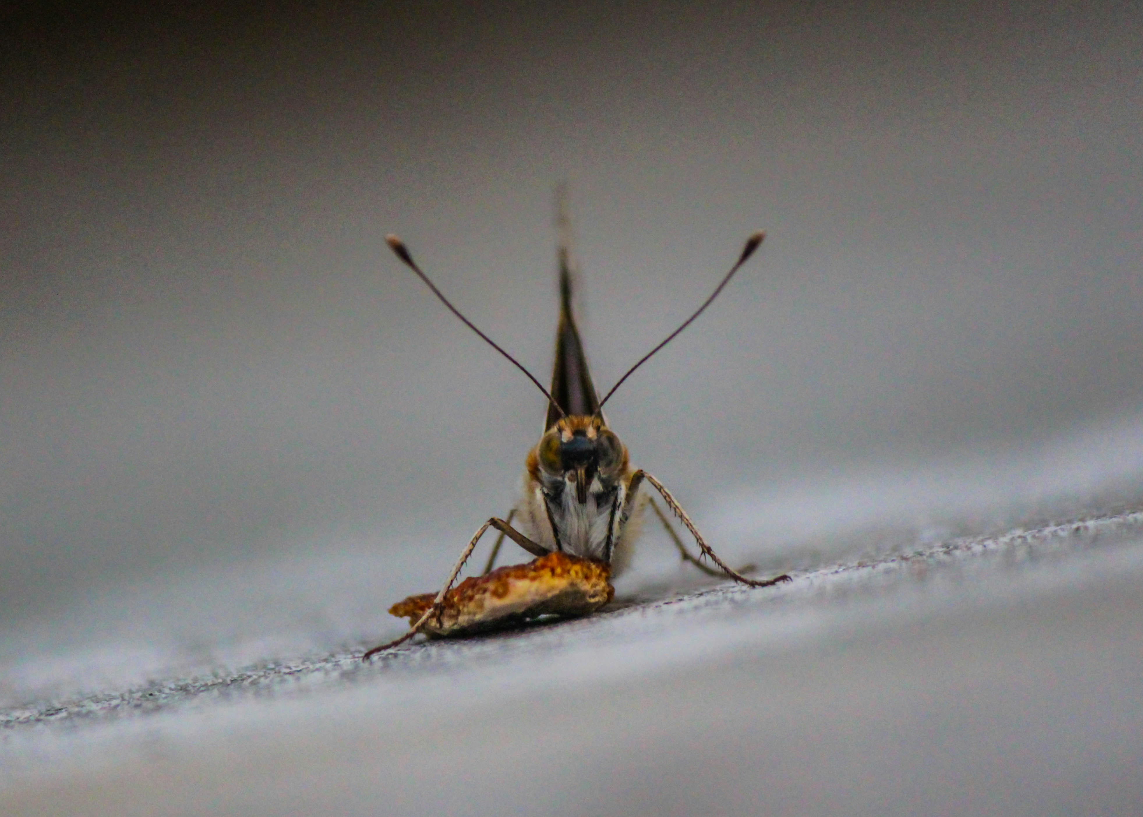 Painted Lady butterfly macro photo butterfly of Nepal | A butterfly feeding on a small insect.