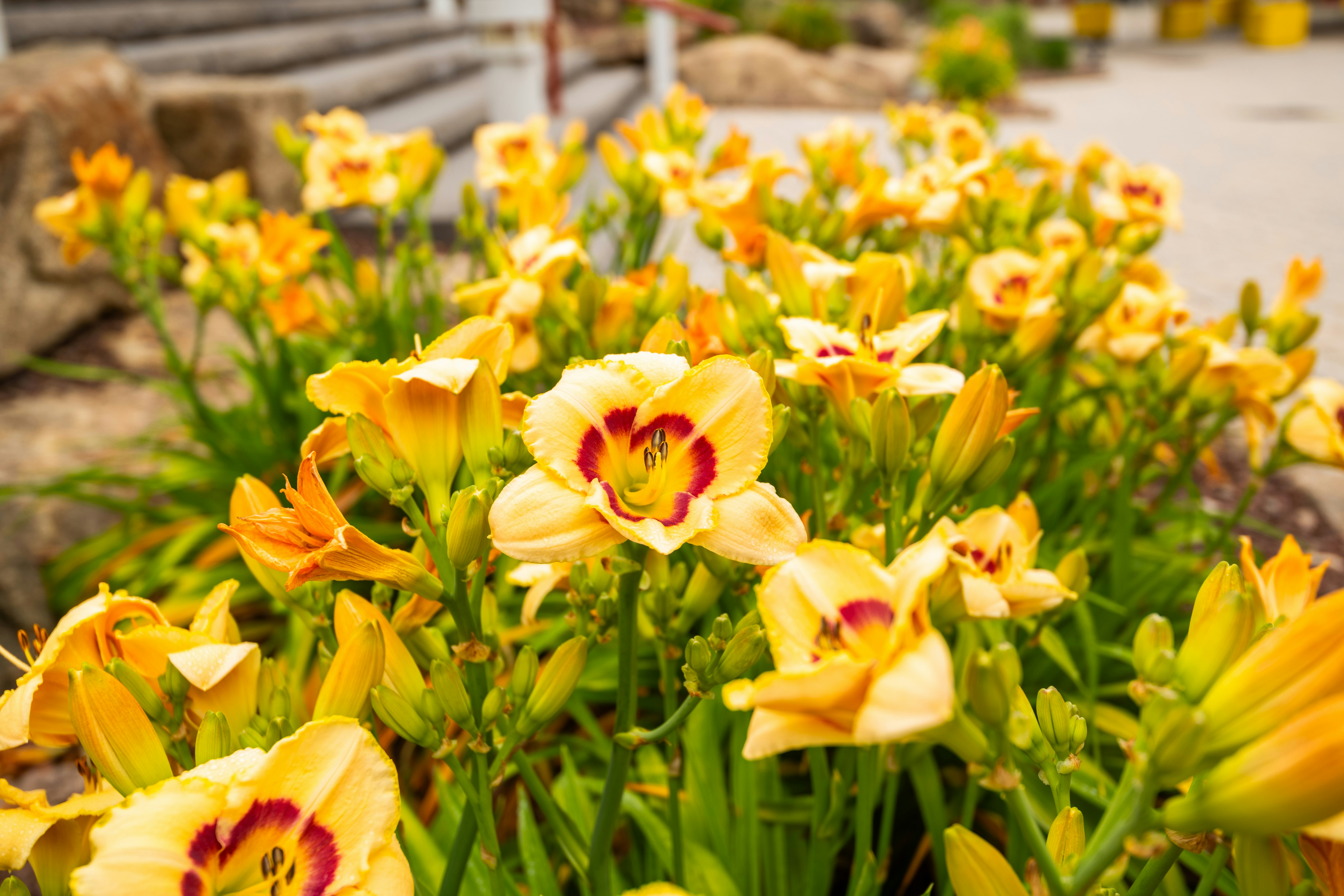Flowers in the garden | A cluster of bright yellow daylilies with red centers.