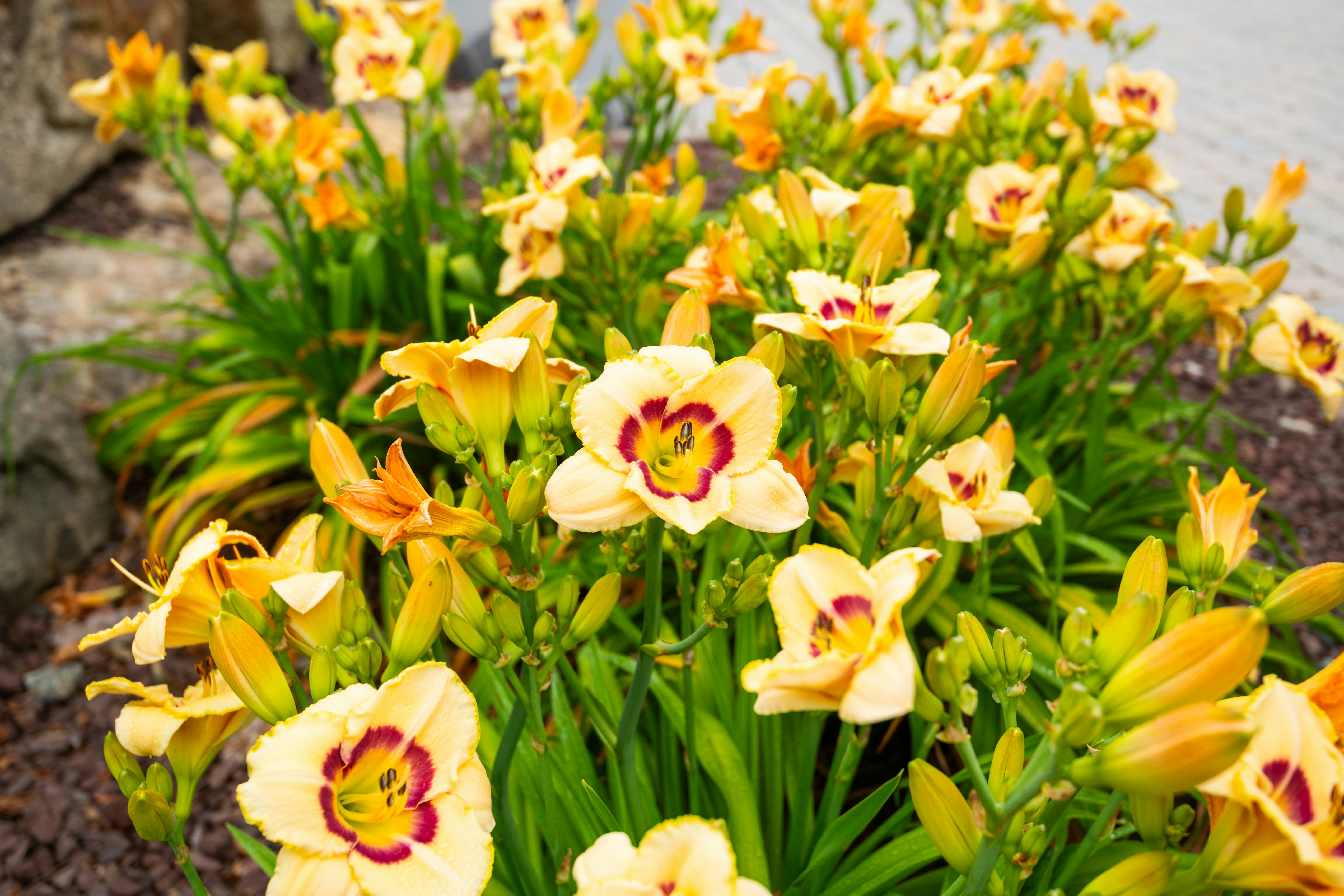 Cream Tulips with Ruby Centers Framing a Lakeside Rock Border