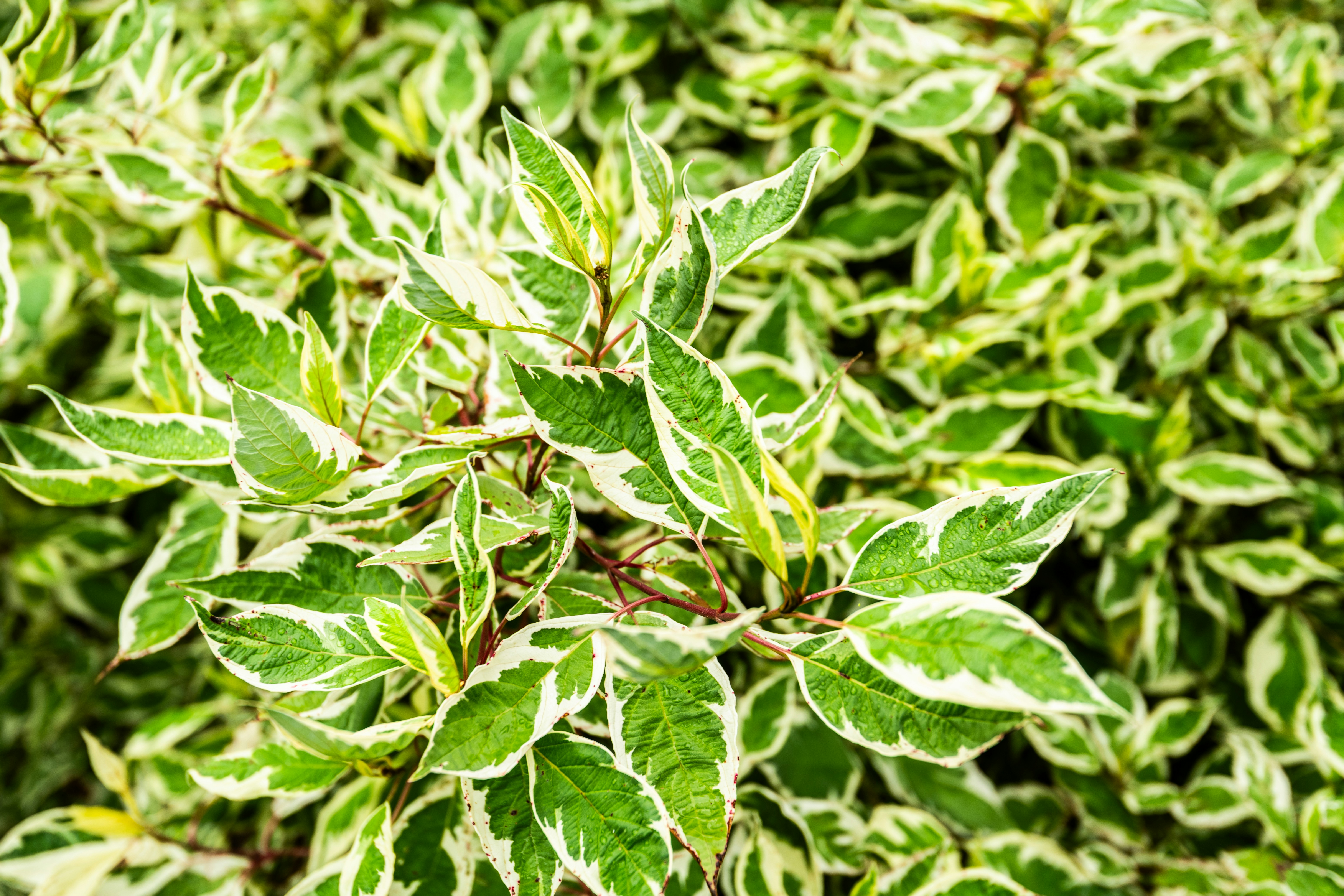 Verdant Whispers: A Tapestry of Green
