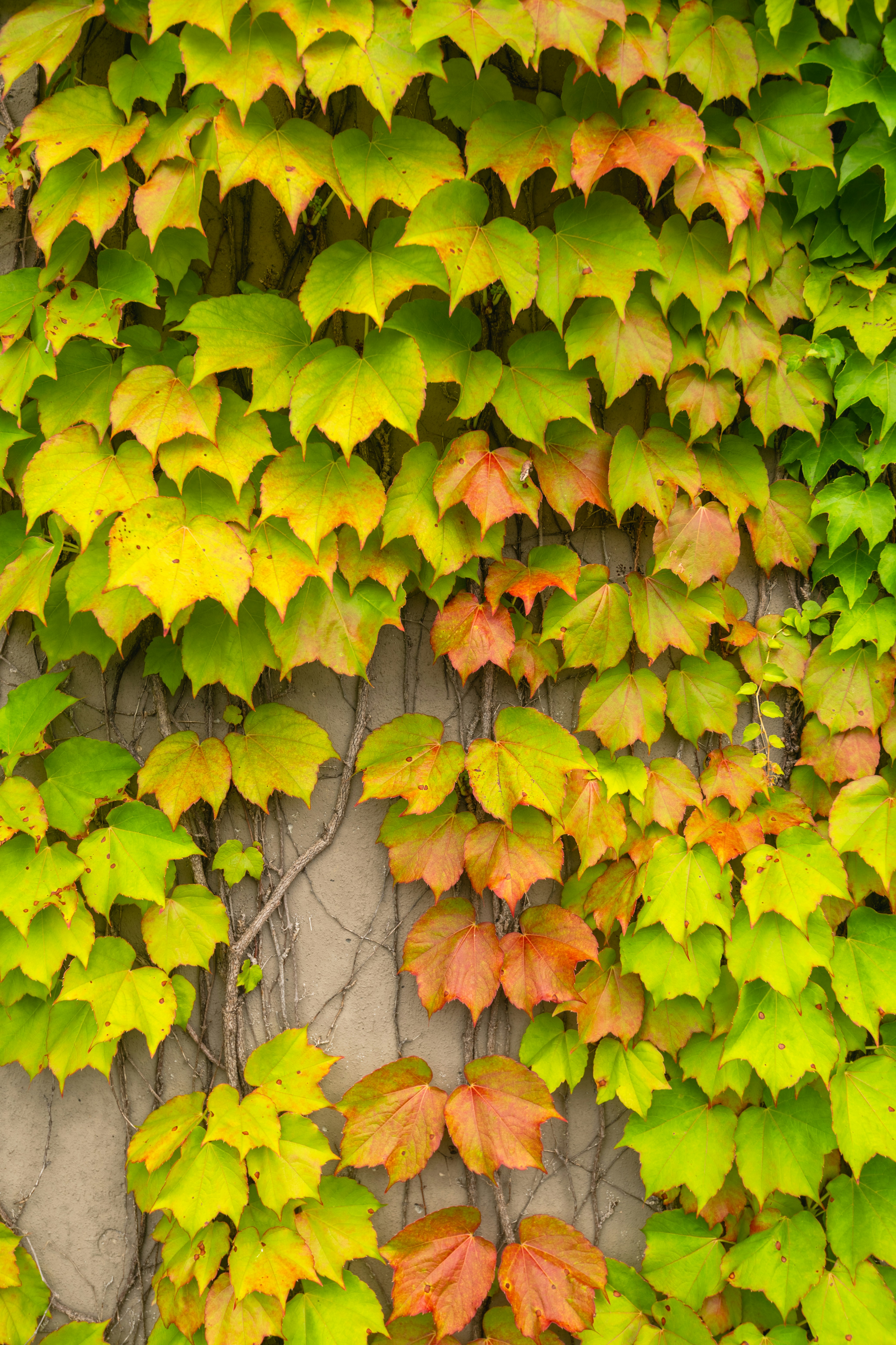 Viney wall texture | Green and yellow ivy climbing a wall.