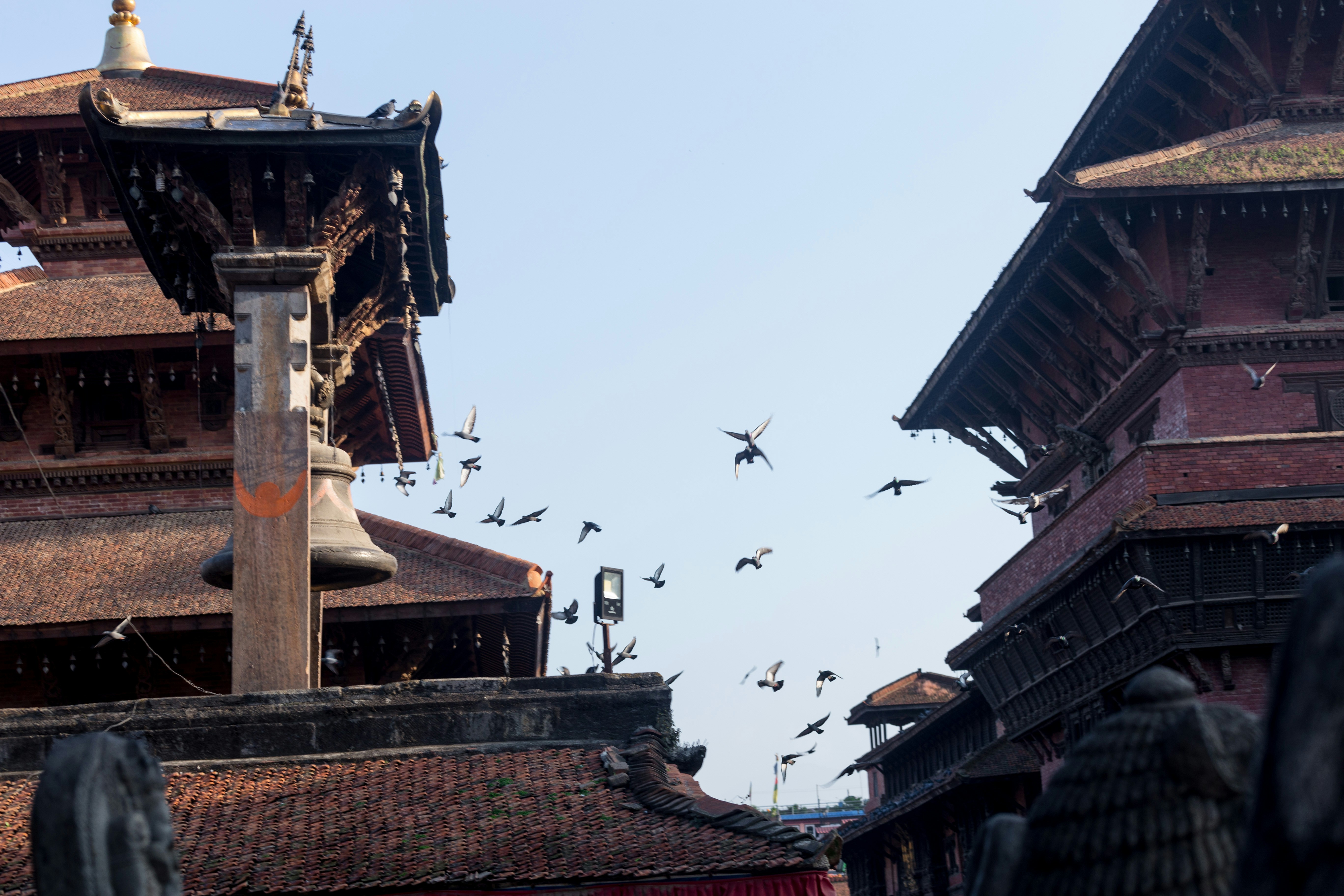 Flight Over Durbar Square | Flock of birds flying between ancient wooden buildings.