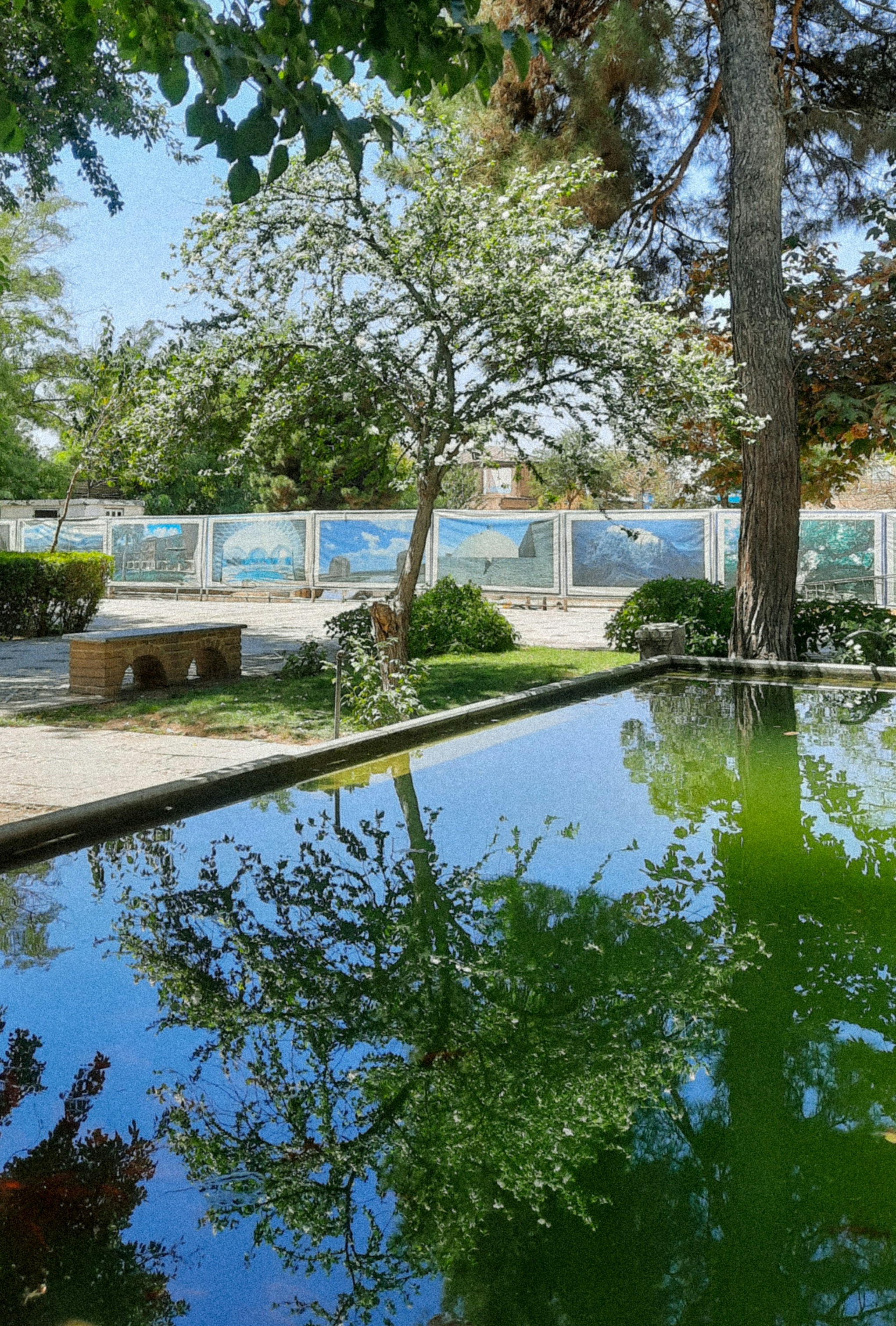 Tree reflecting in a tranquil pool of water