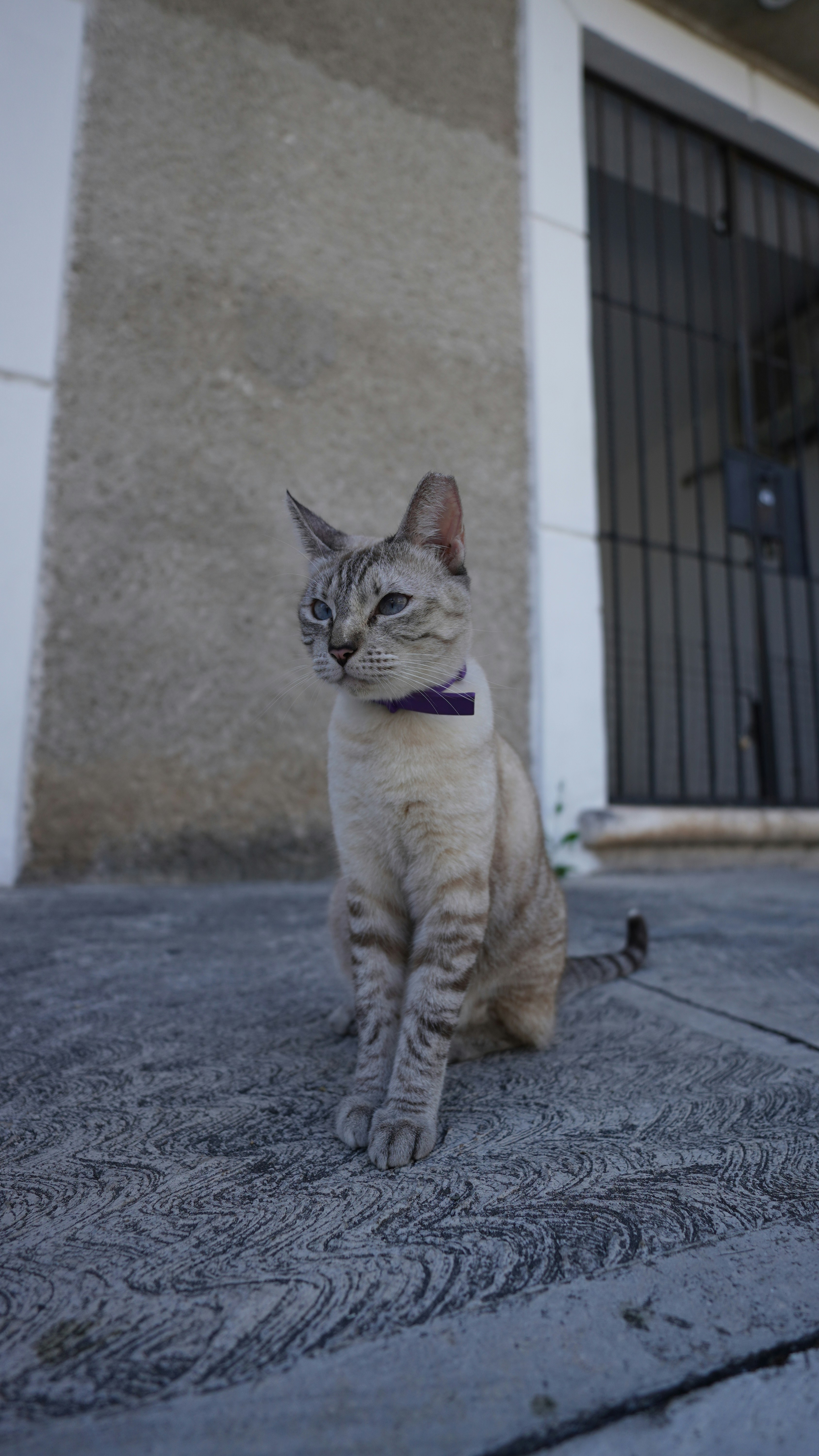 Curious Companion in a Quiet Corner