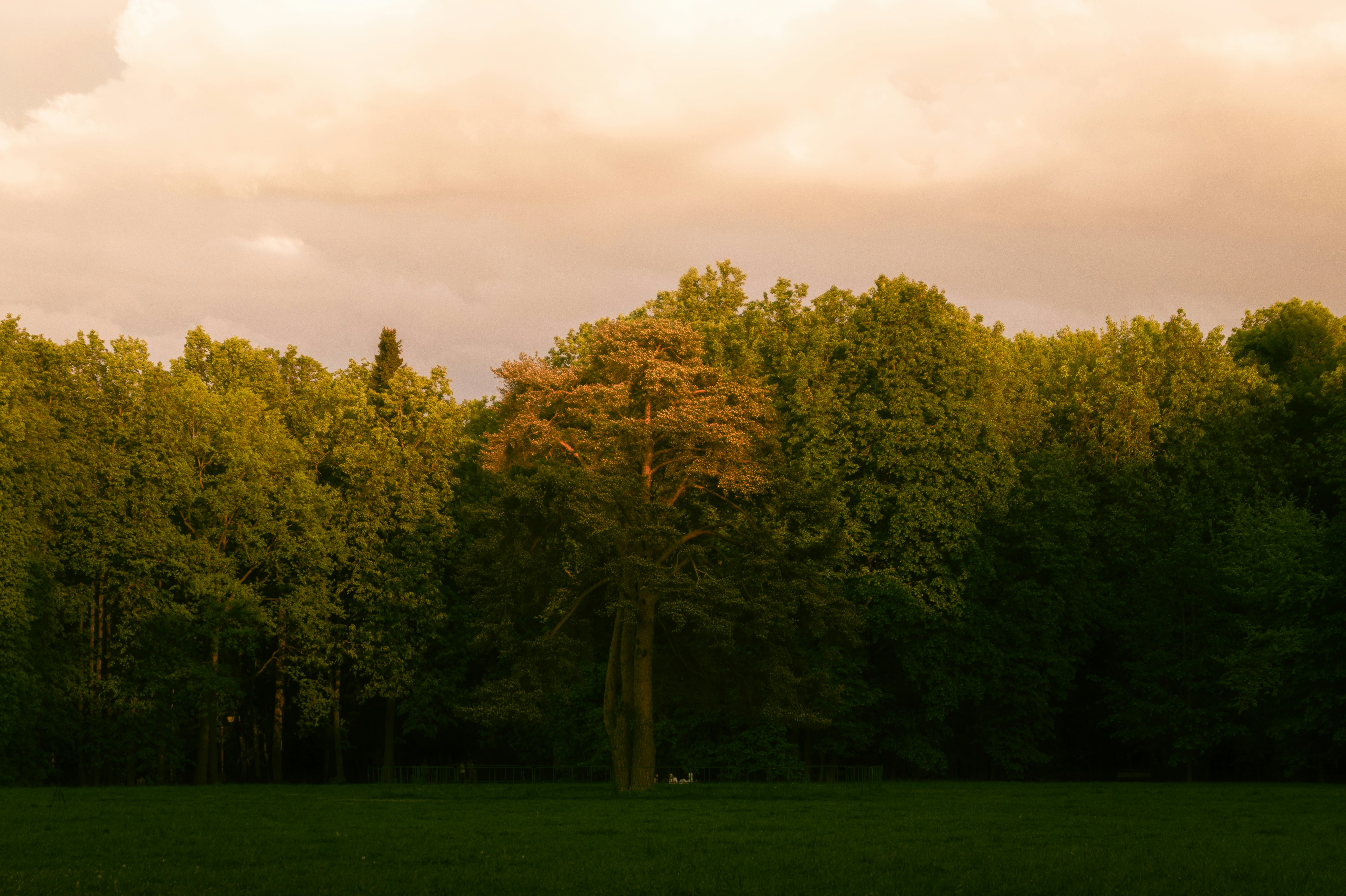 Whispers of Dusk Among the Trees