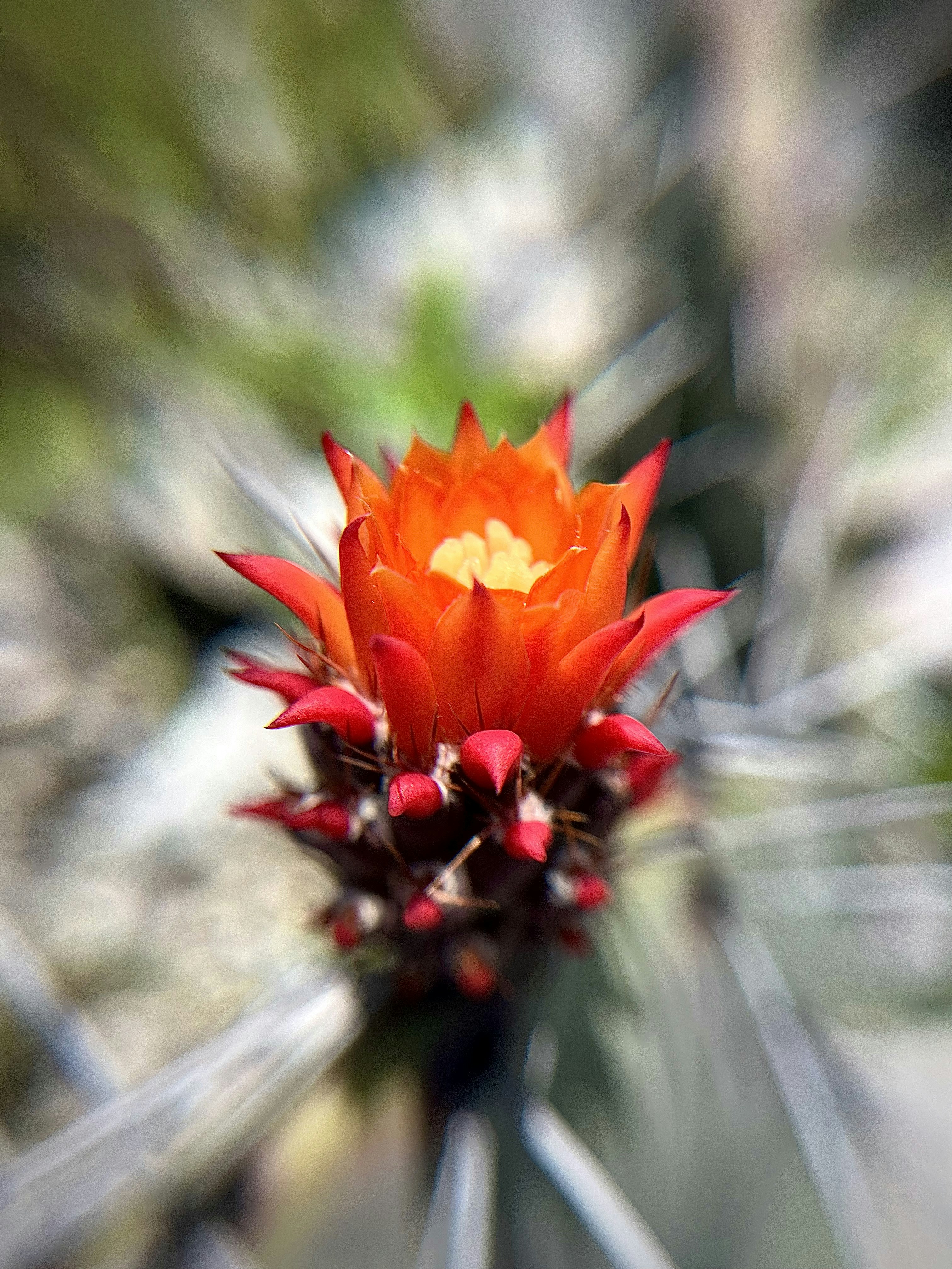 Vibrant Bloom Amidst Thorny Resilience