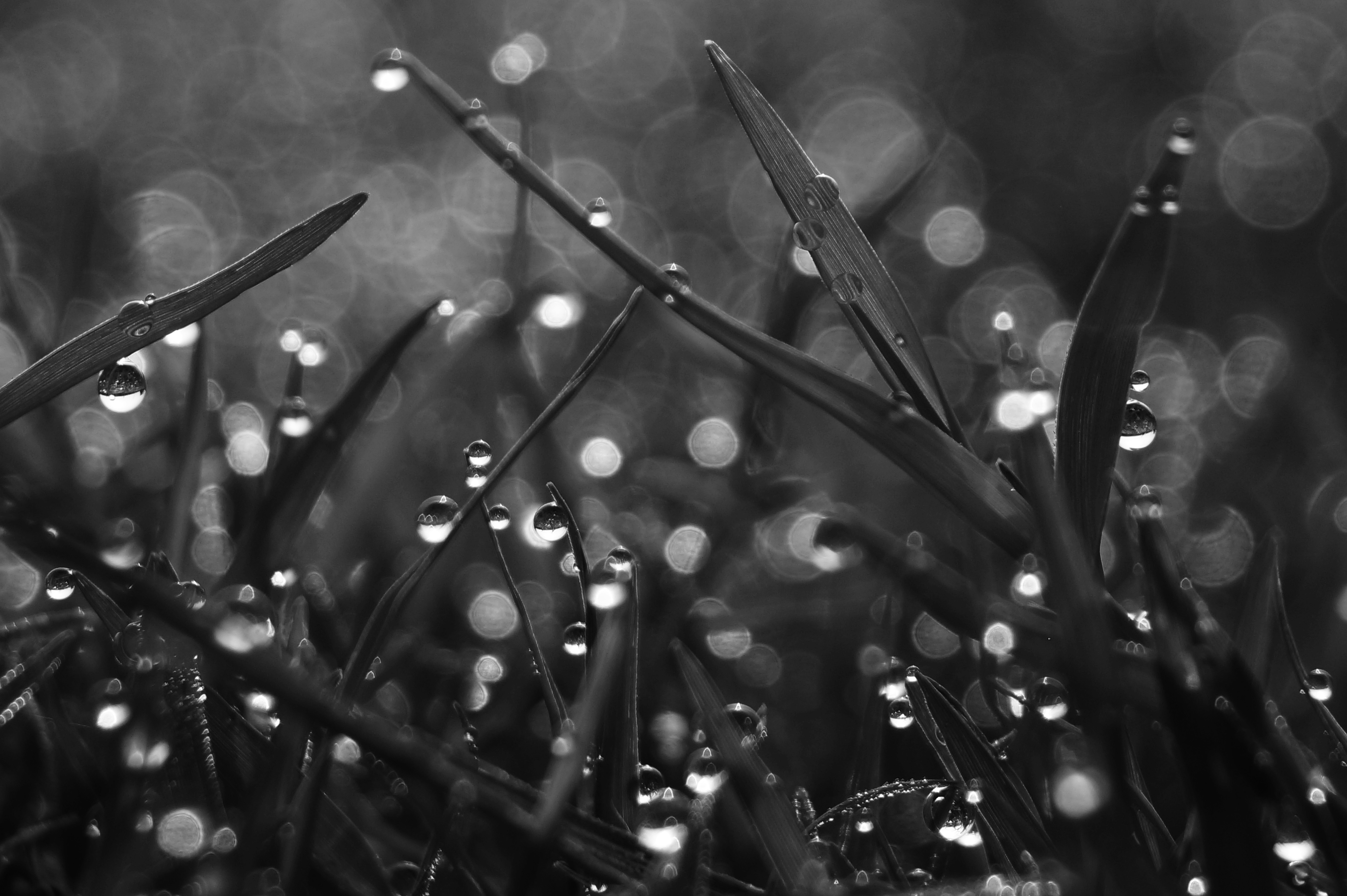 Dew drops on grass blades in black and white
