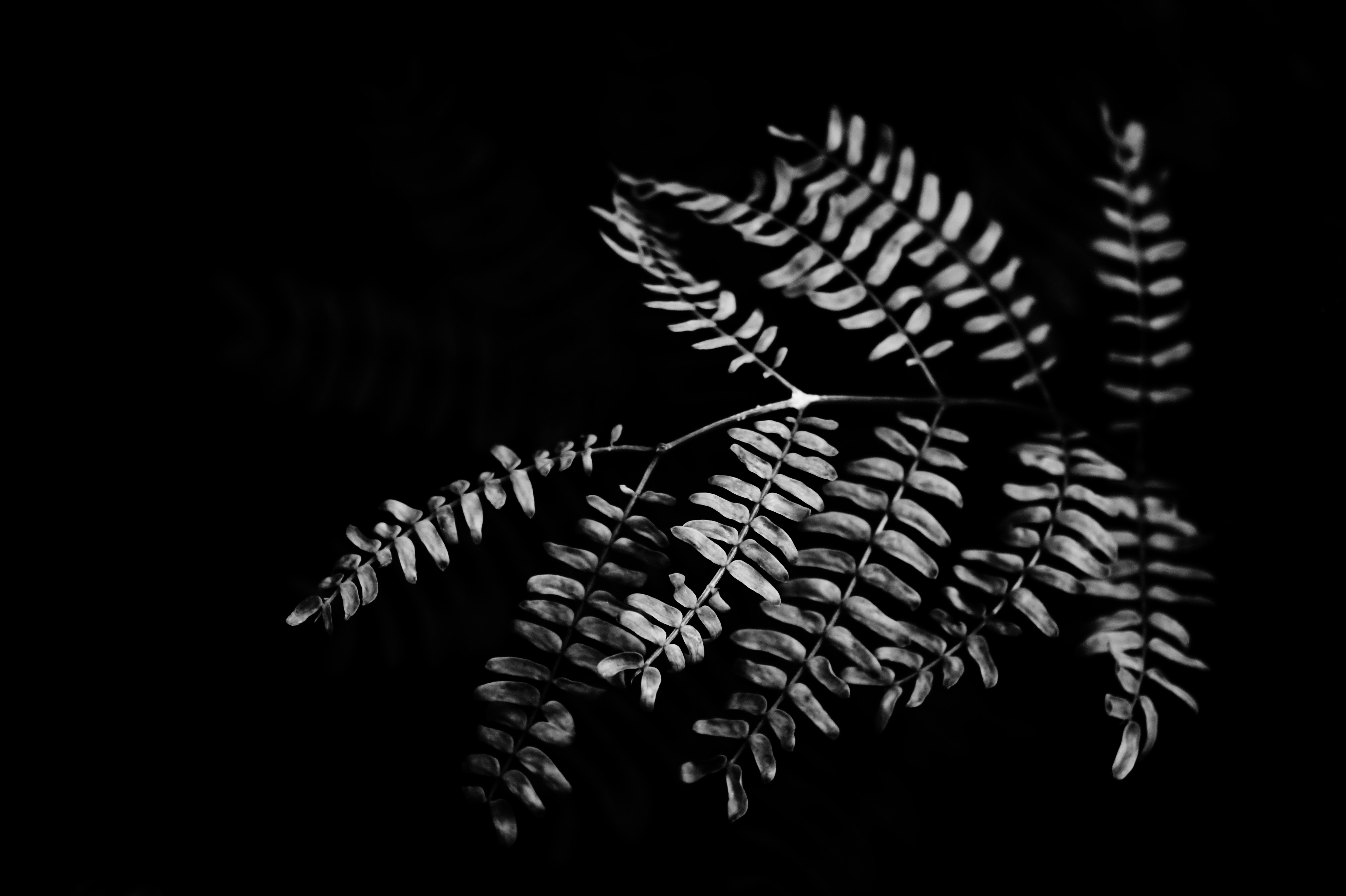 A delicate fern frond against a black background