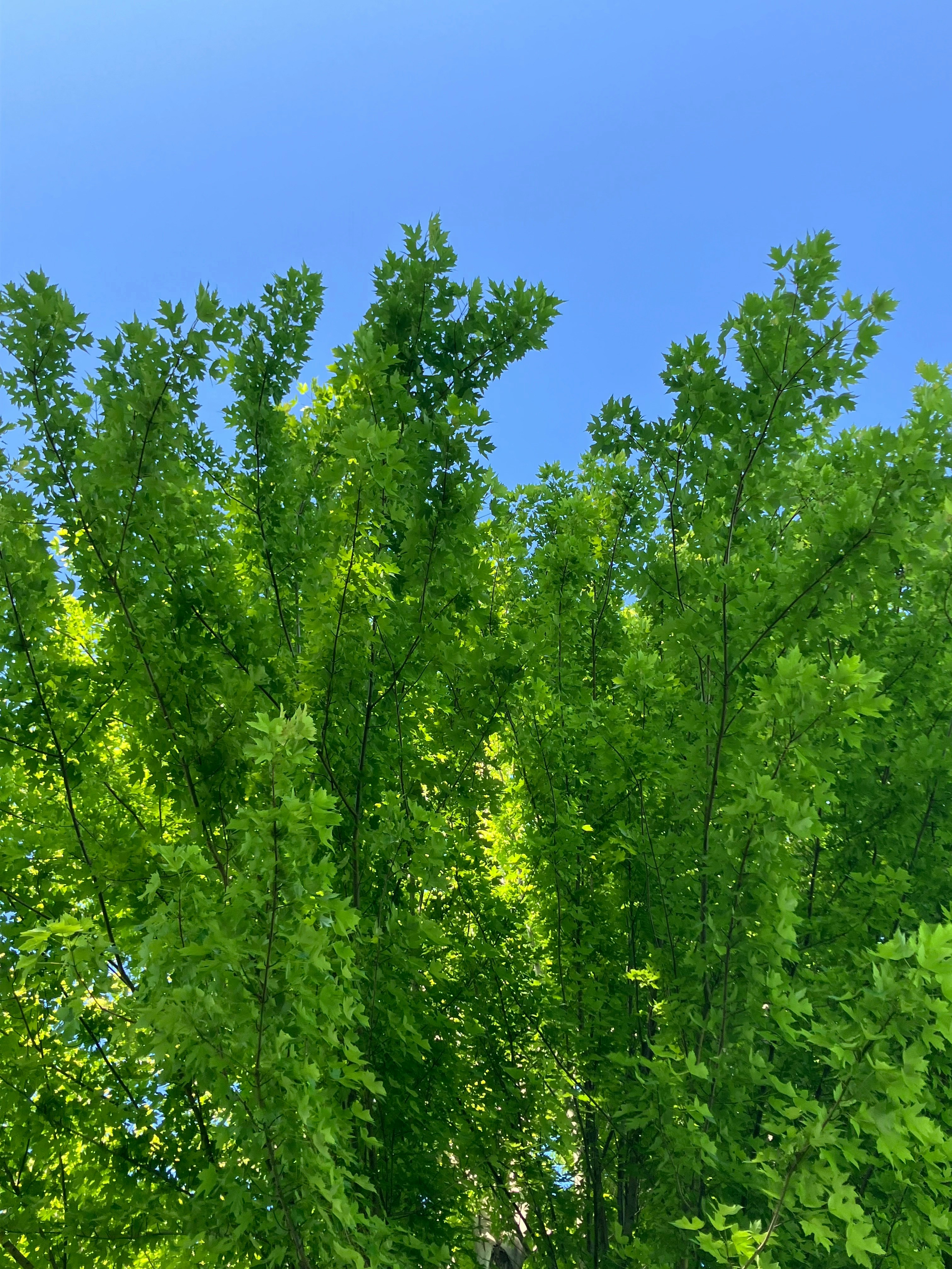 Lush green bamboo stalks against a clear blue sky