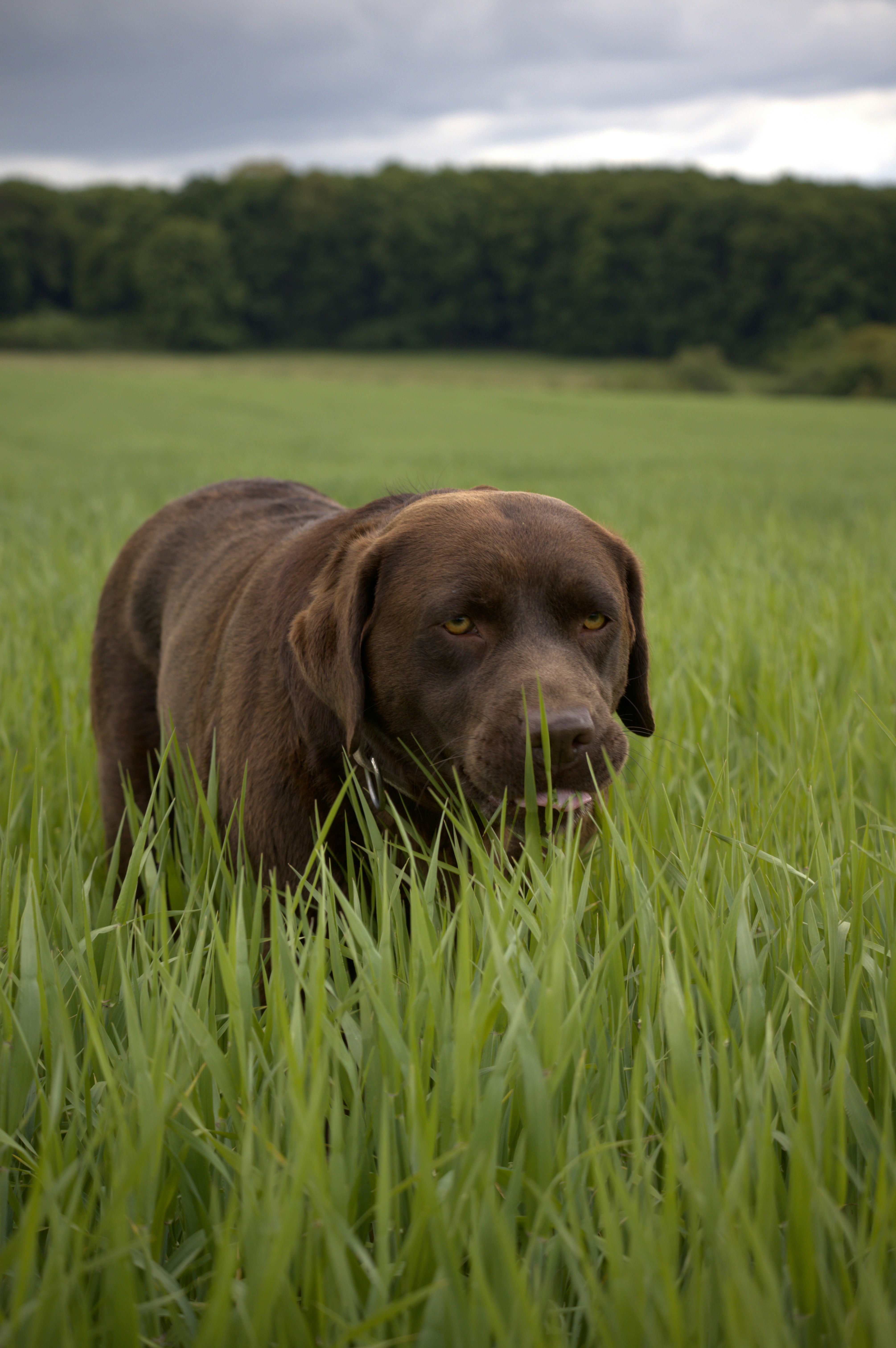 A brown labrador dog in a green field.