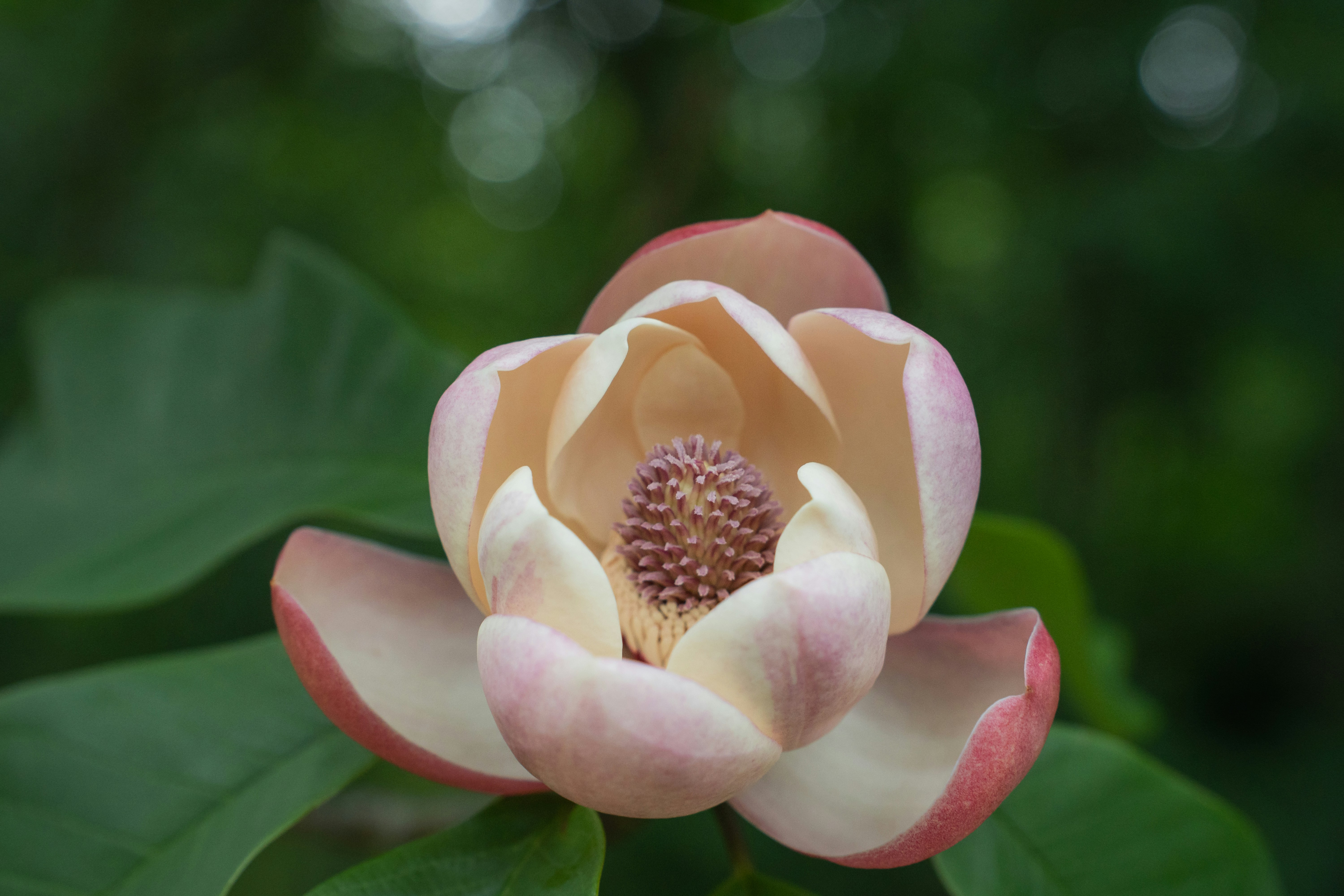 Delicate pink magnolia flower blooming on a branch