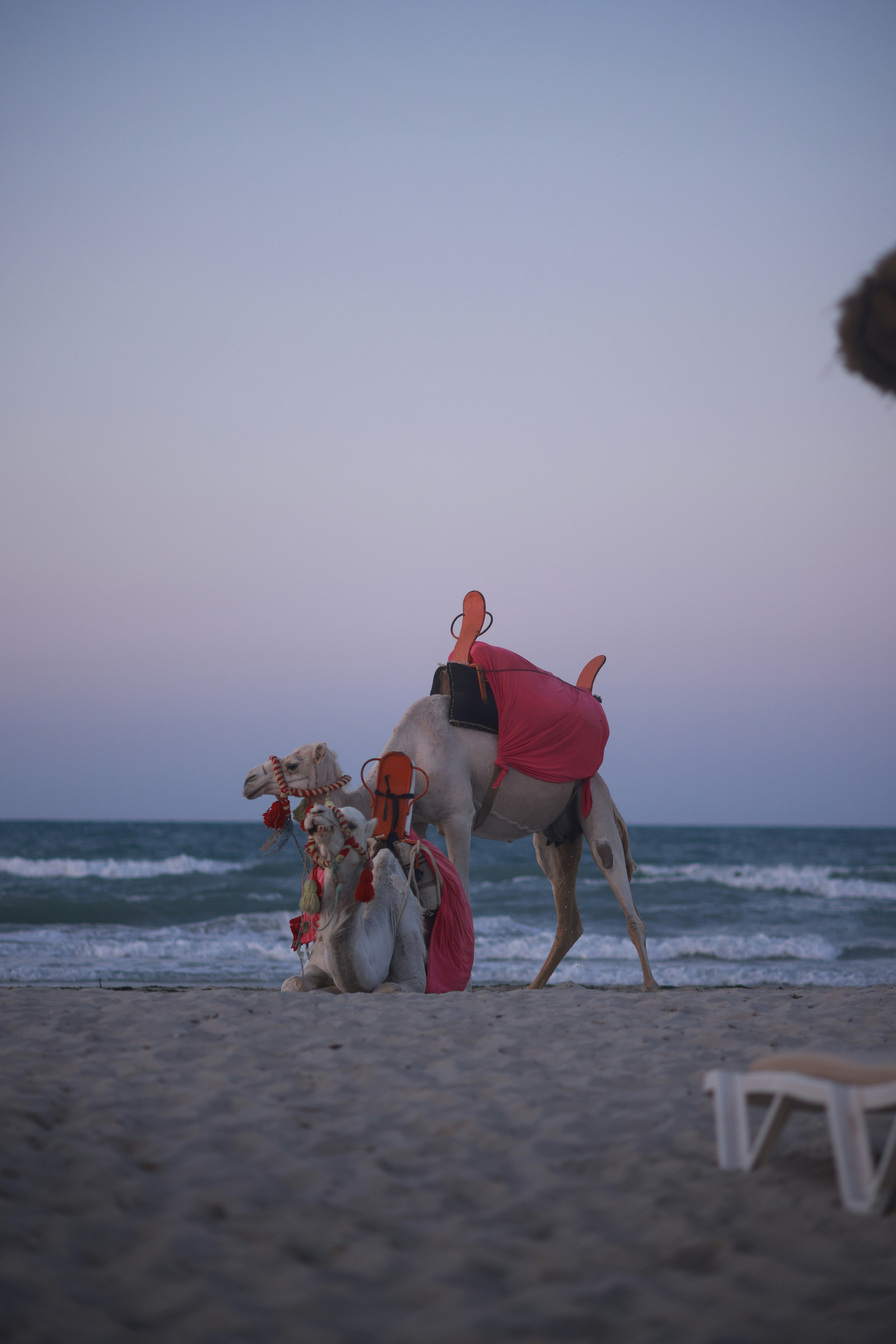 Camel with riders on a beach at dusk