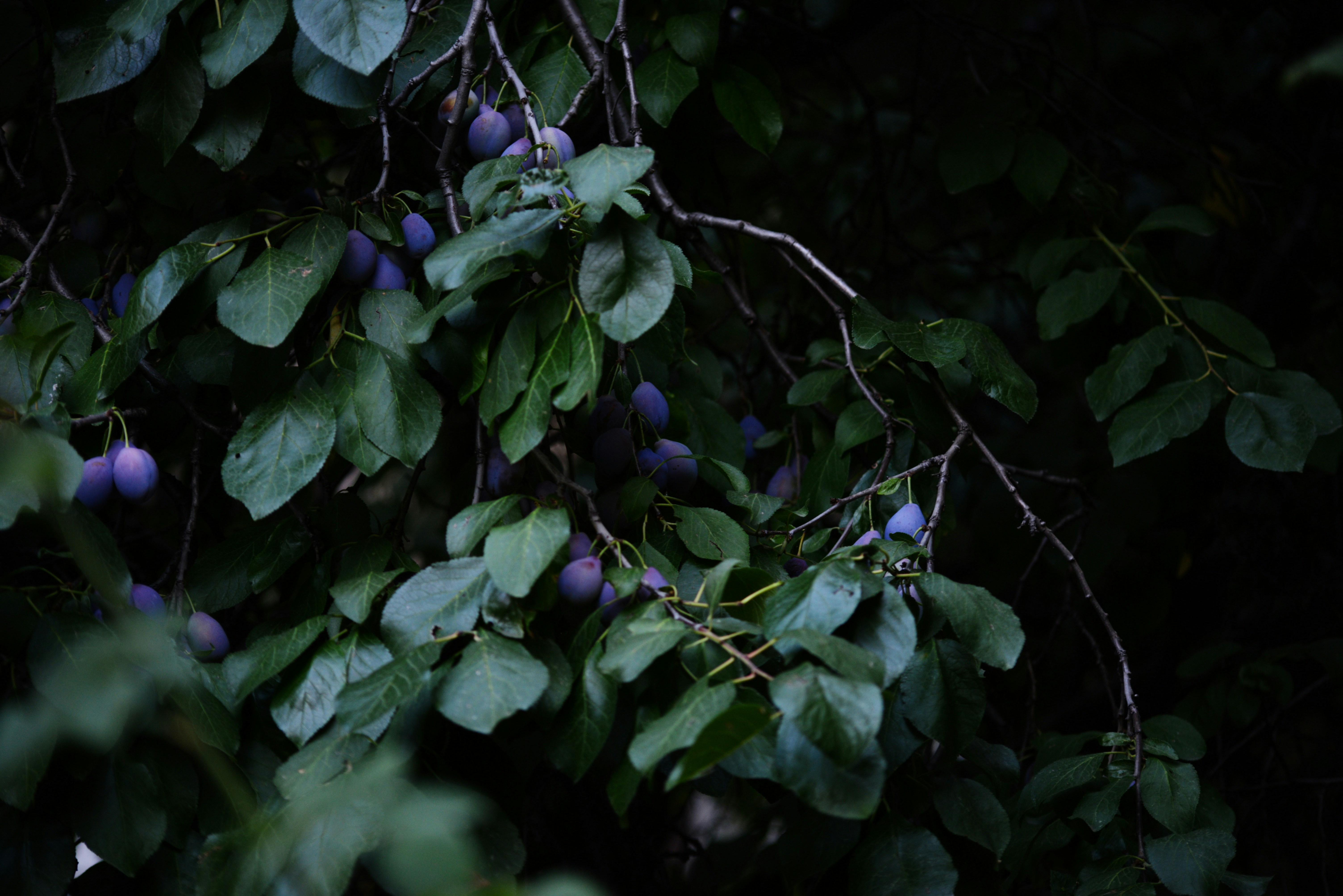 Whispers of the Orchard: A Hidden Harvest
