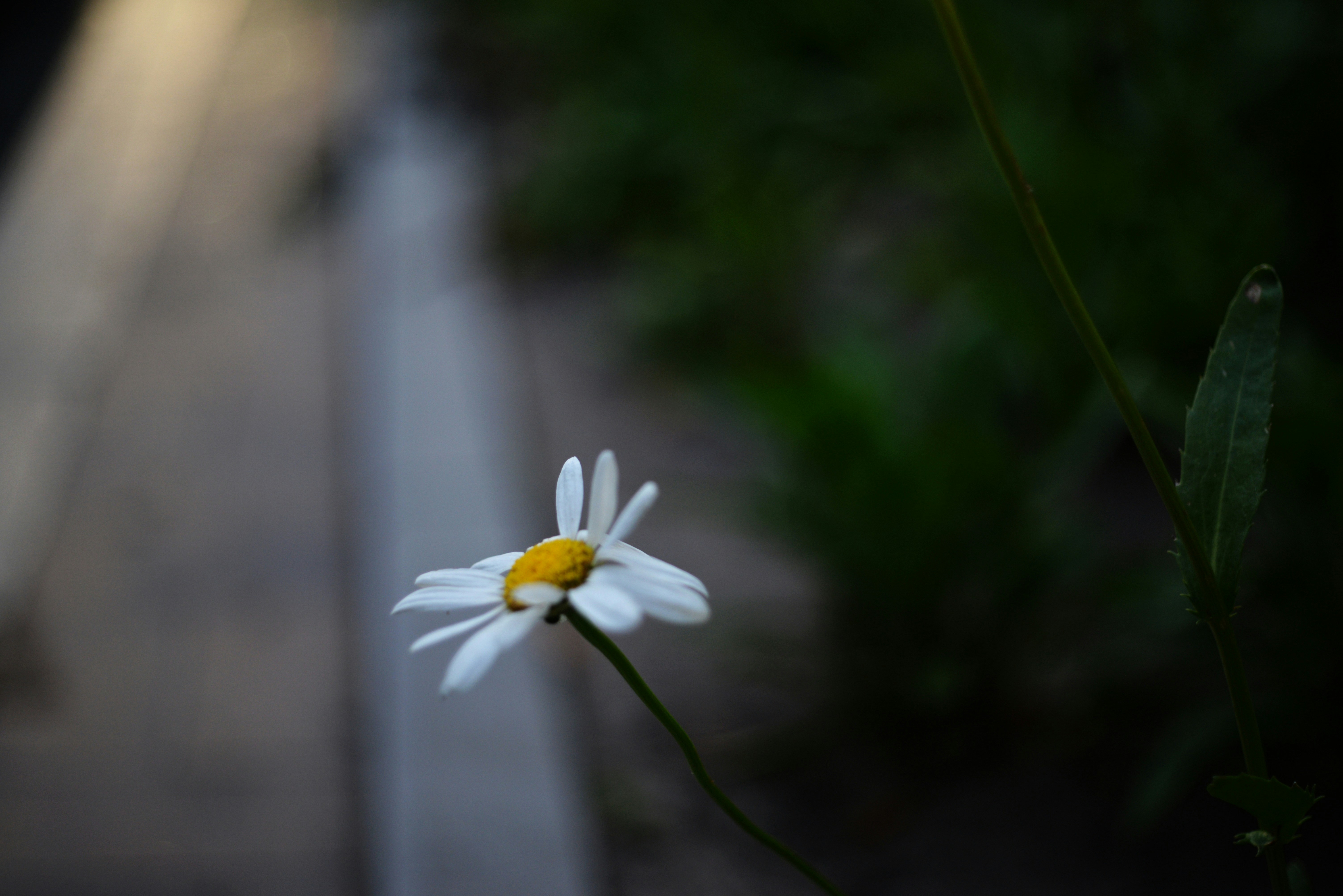 White daisy with yellow center against dark background