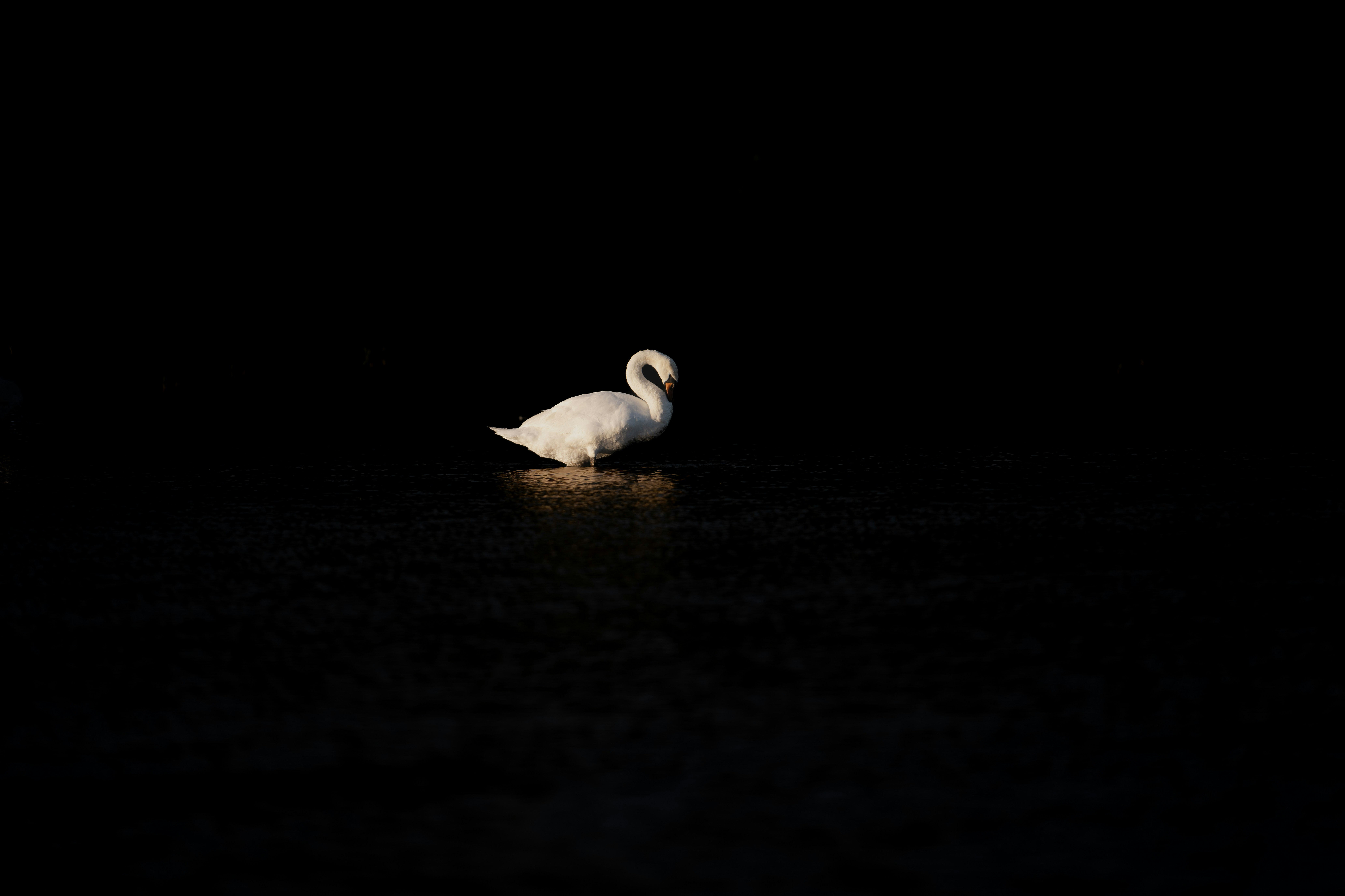 A solitary swan stands gracefully in a dark setting, illuminated by a soft light that highlights its features.